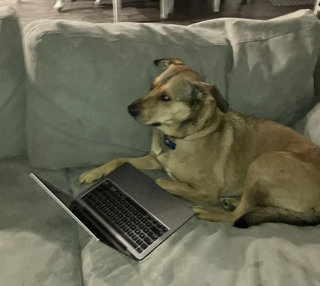 Dobby has decided to get a job as a web developer. | Scrolller