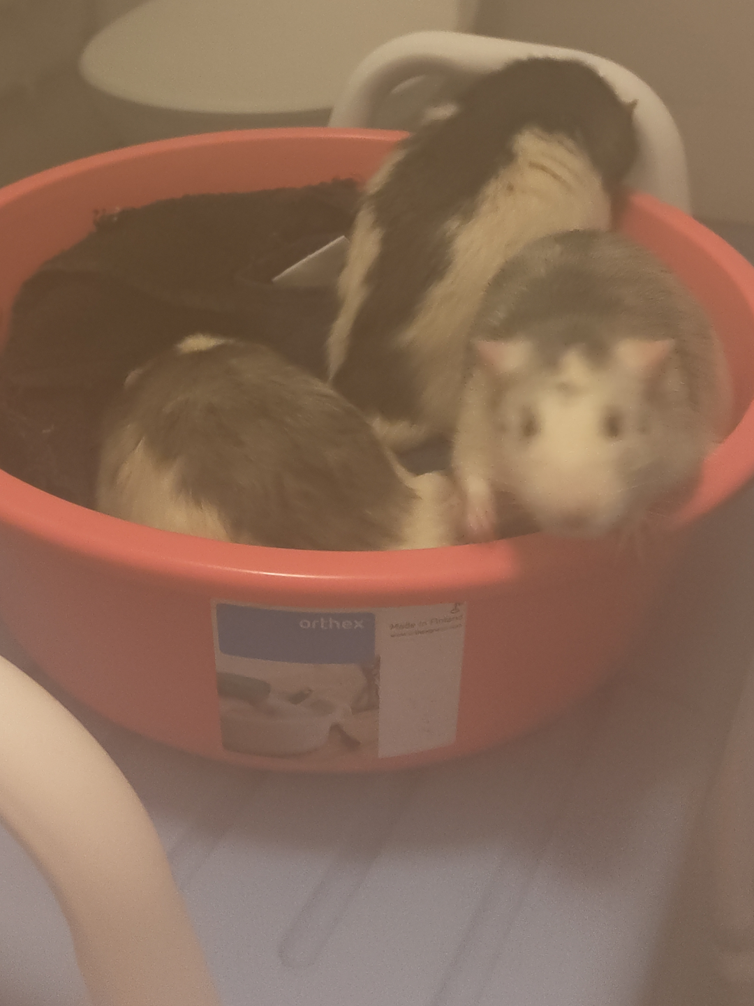 Just asking | Scrolller