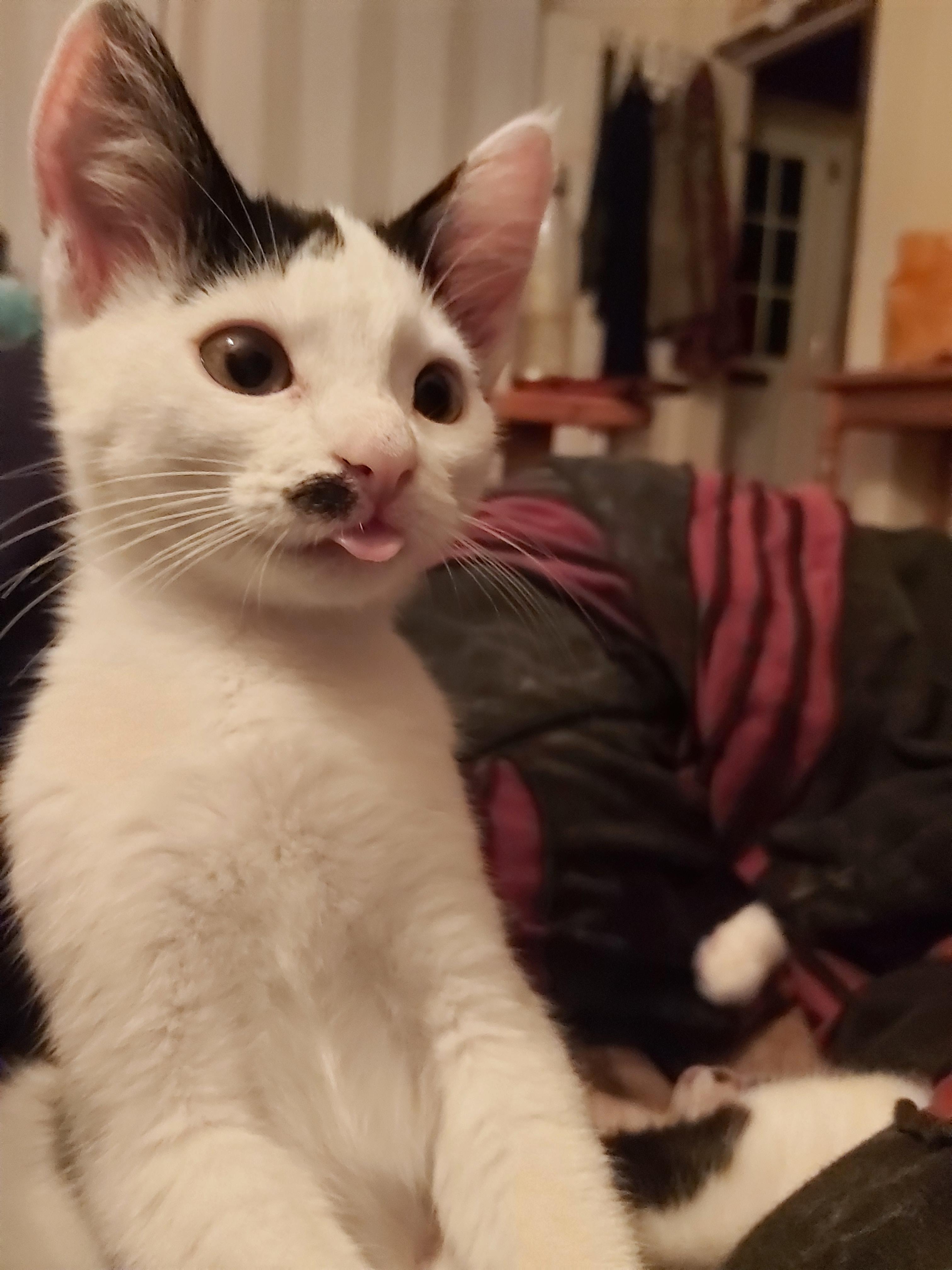Discover more like AnimalsBeingDerps: New kitty giving us her first blep! She left it out for ...