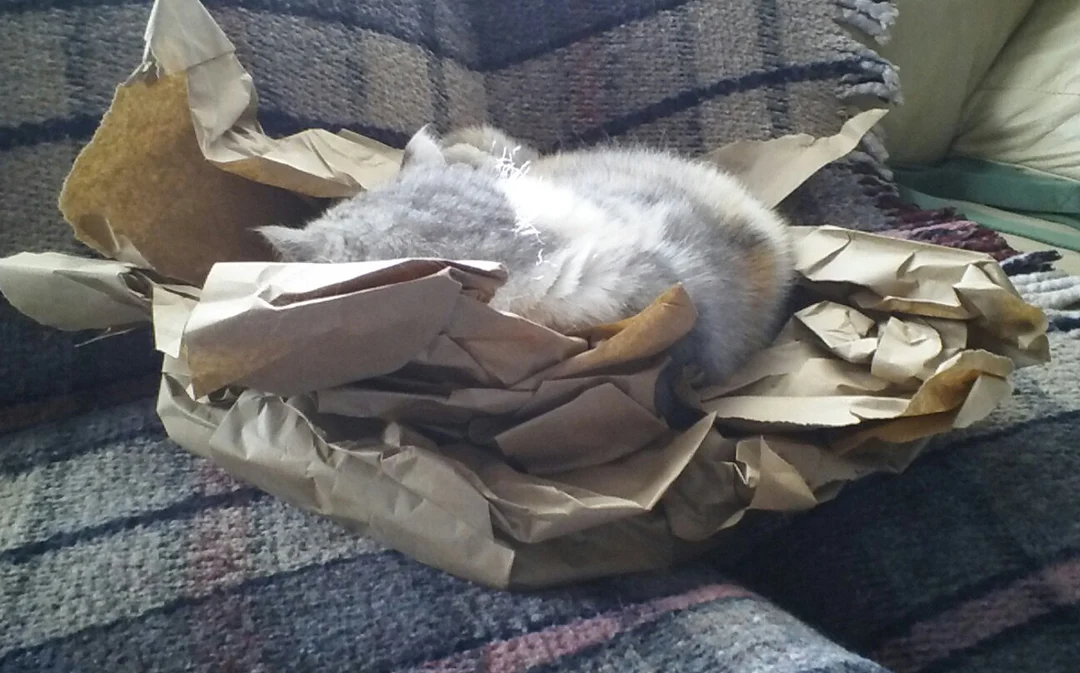 Scuppers immediately falls victim to a hastily improvised cat trap. | Scrolller