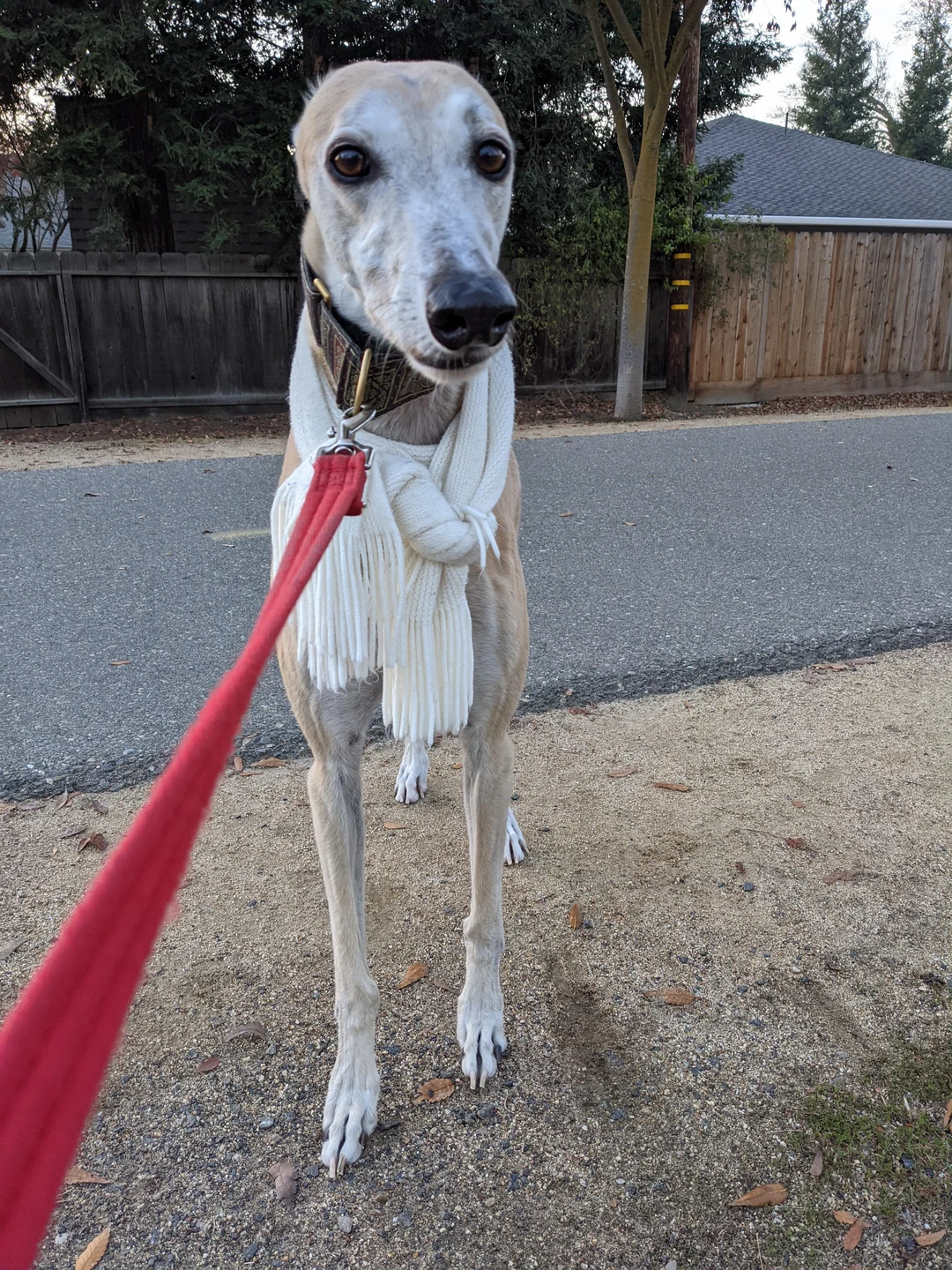 Feeling Dapper | Scrolller