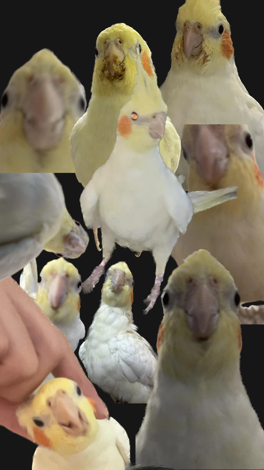Made a collage of Egg Tart’s most cursed photos | Scrolller