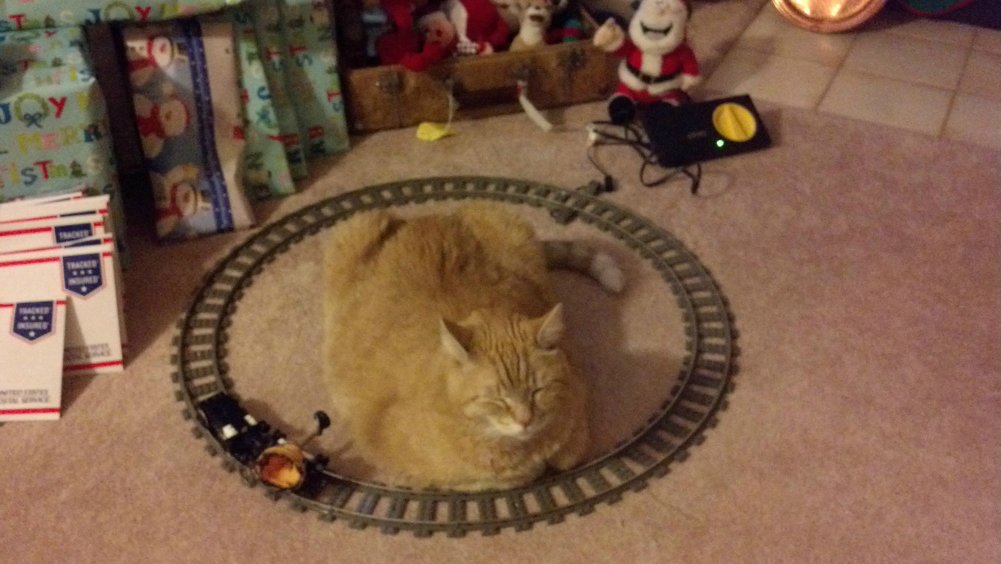 My Cat keeps laying in the circle... | Scrolller