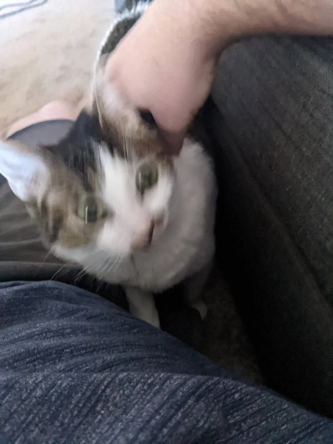 Blurry picture of cat | Scrolller