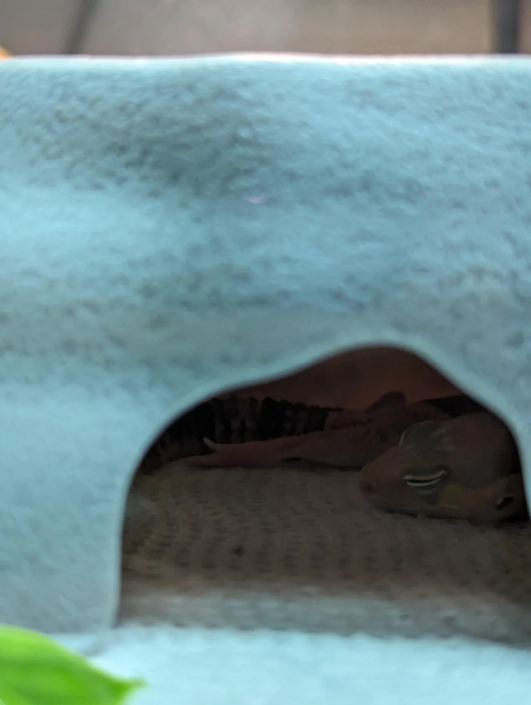 Clear liquid came out of Dubia roach belly? | Scrolller