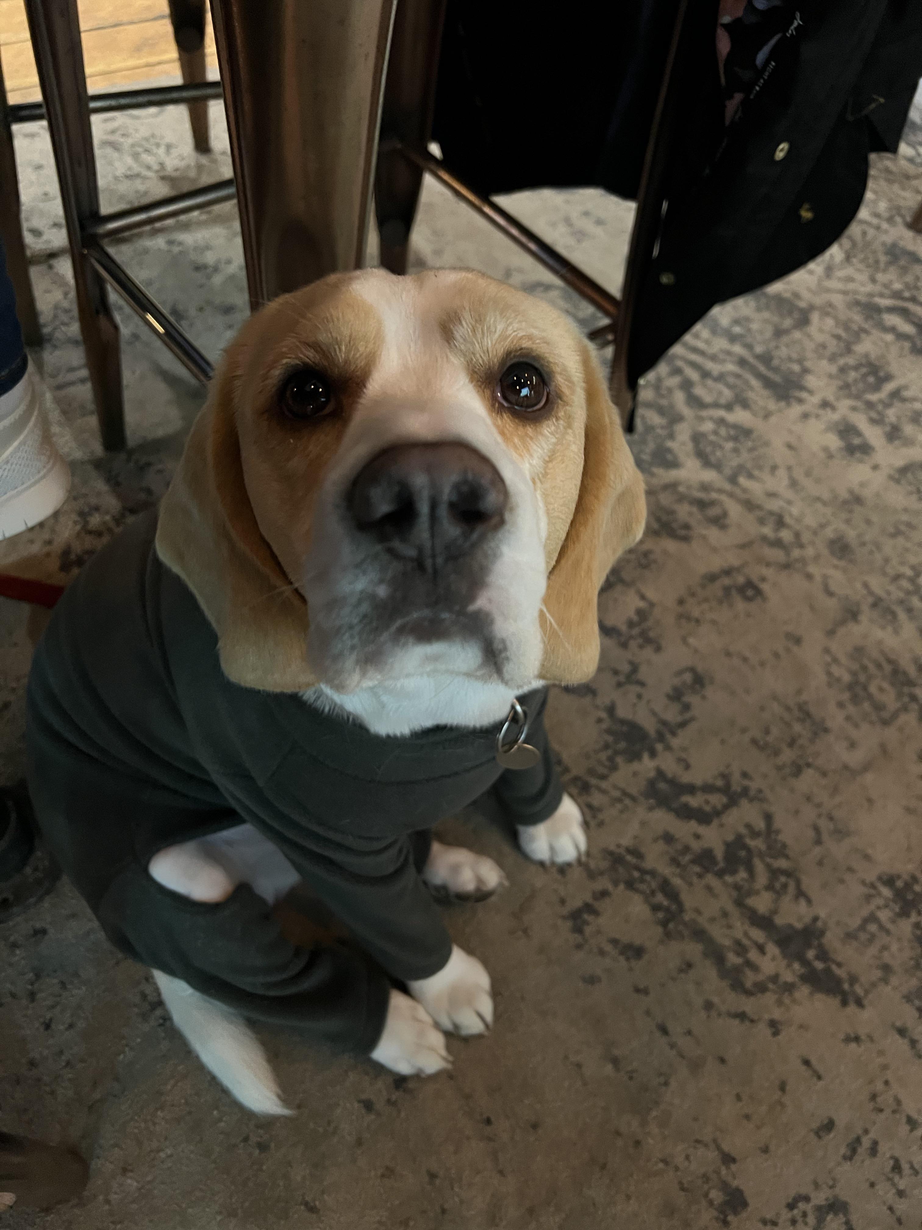 My beagle Ollie is 3 today 🎂🐶🥩 | Scrolller