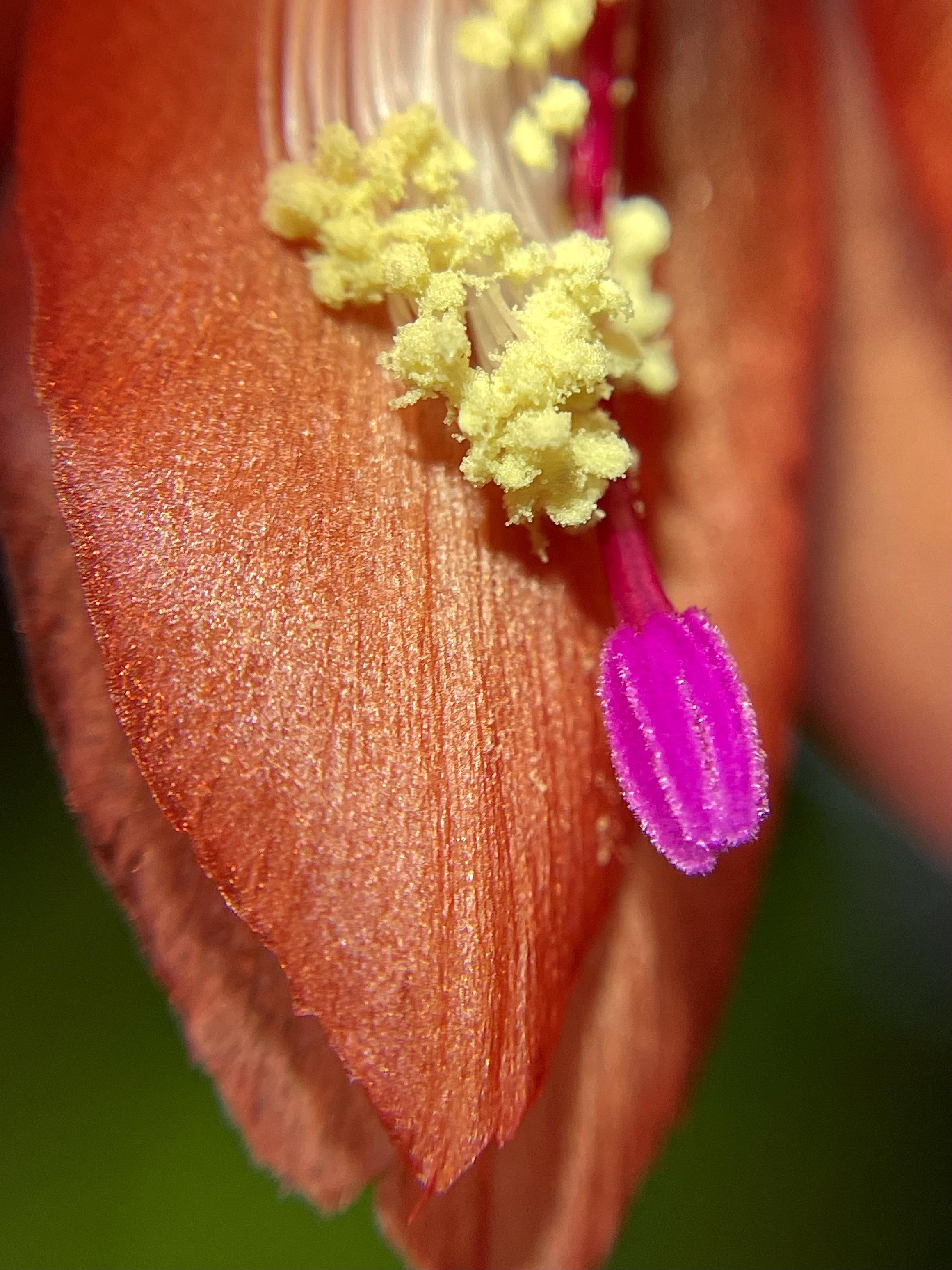My wife’s Schlumbergera ‘Thanksgiving Cactus’ in bloom! | Scrolller