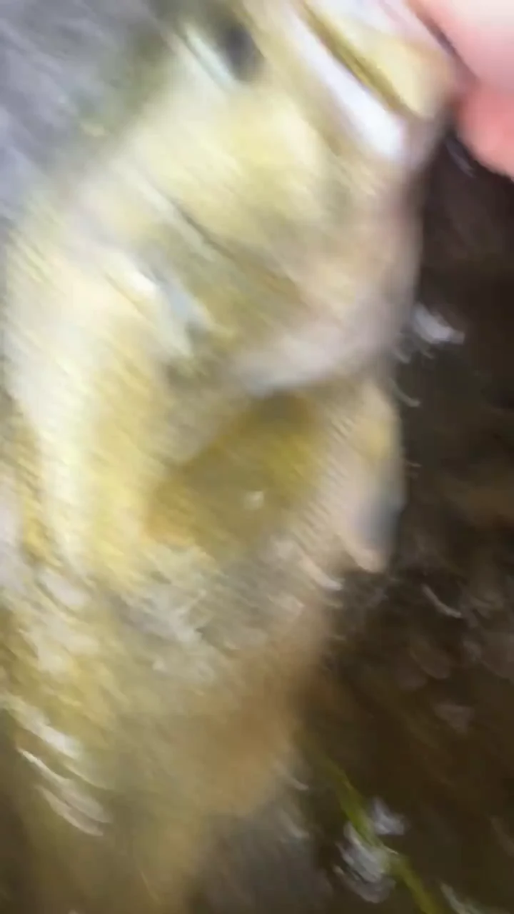 What’s your weight estimate? | Scrolller