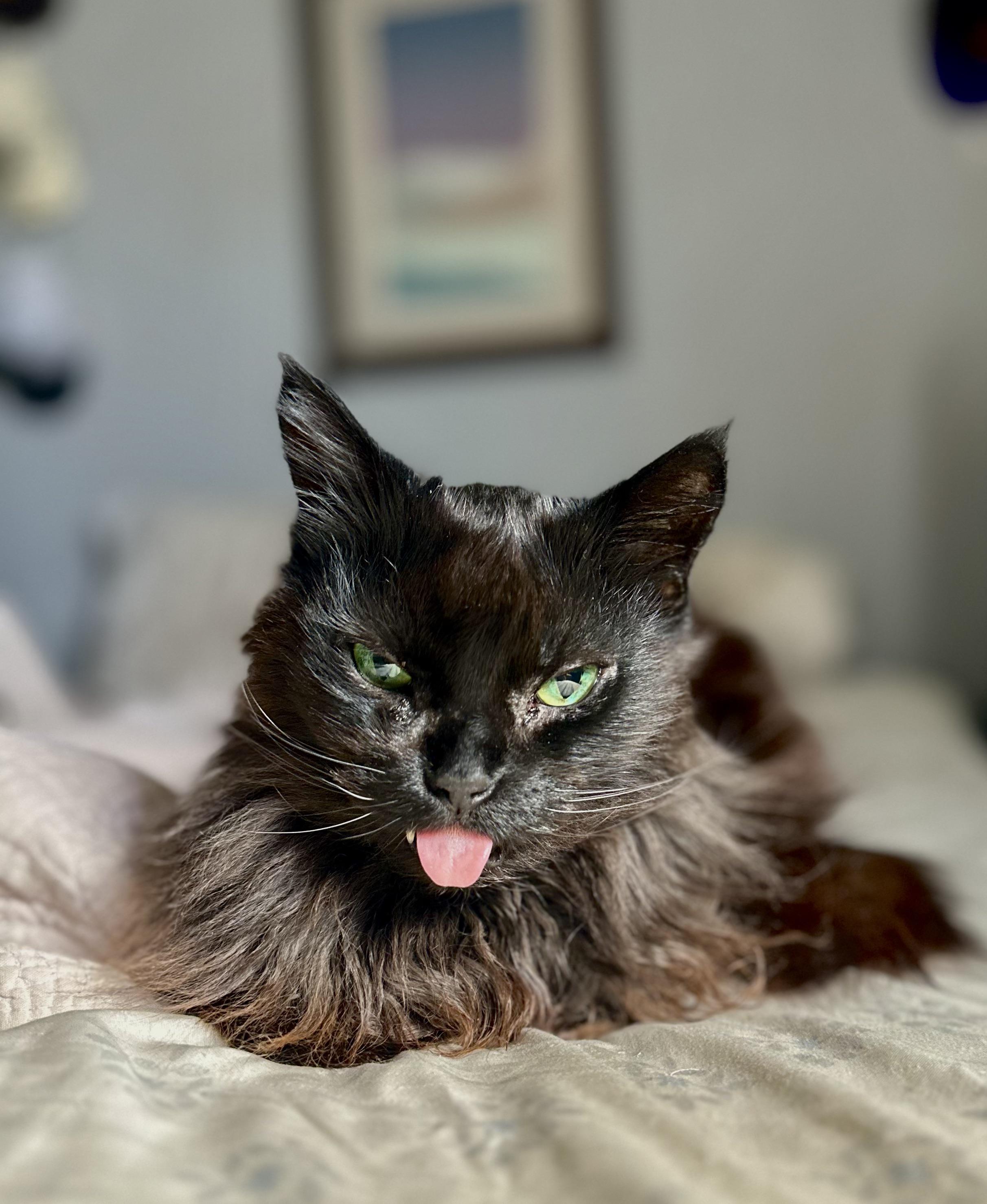 Bellatrix blep | Scrolller