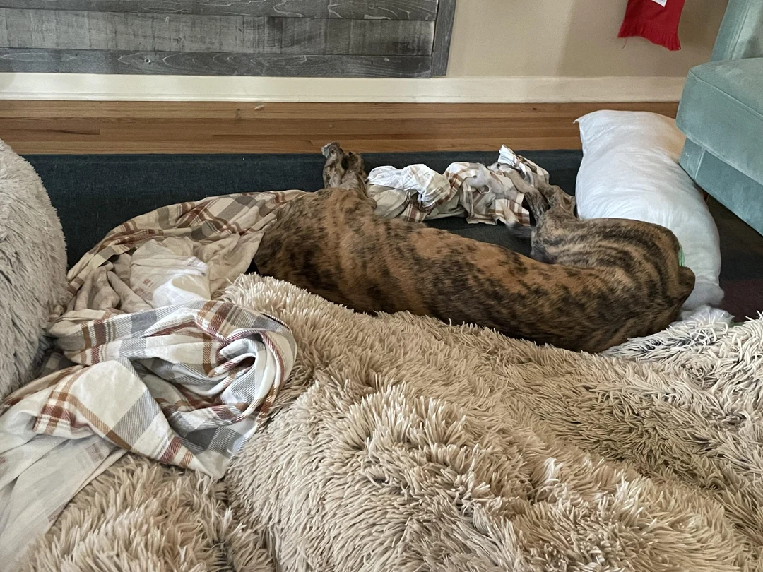 My foster’s first bed fail is a spectacular one | Scrolller