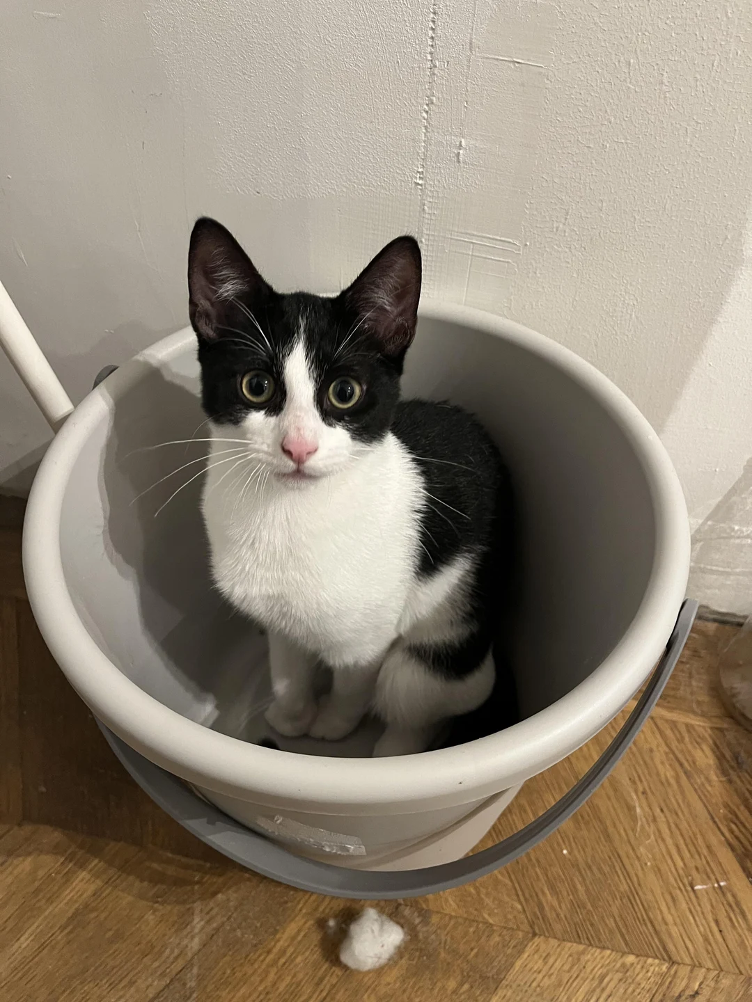 Ponyo is ready to do some cleaning | Scrolller