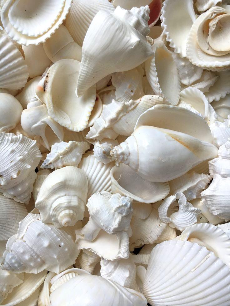 White Seashells Scrolller 8222