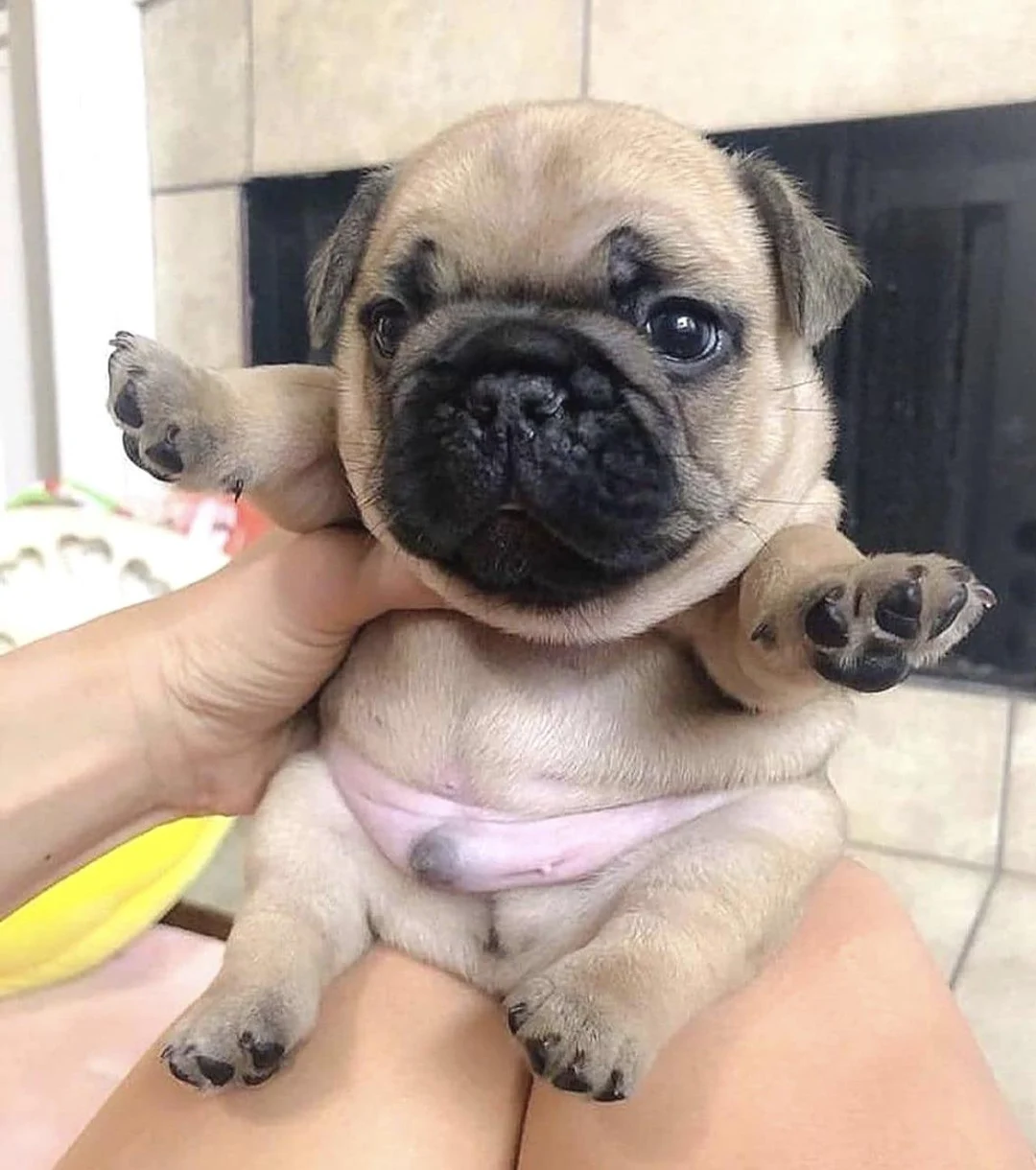 Greg says hi 🥰 | Scrolller