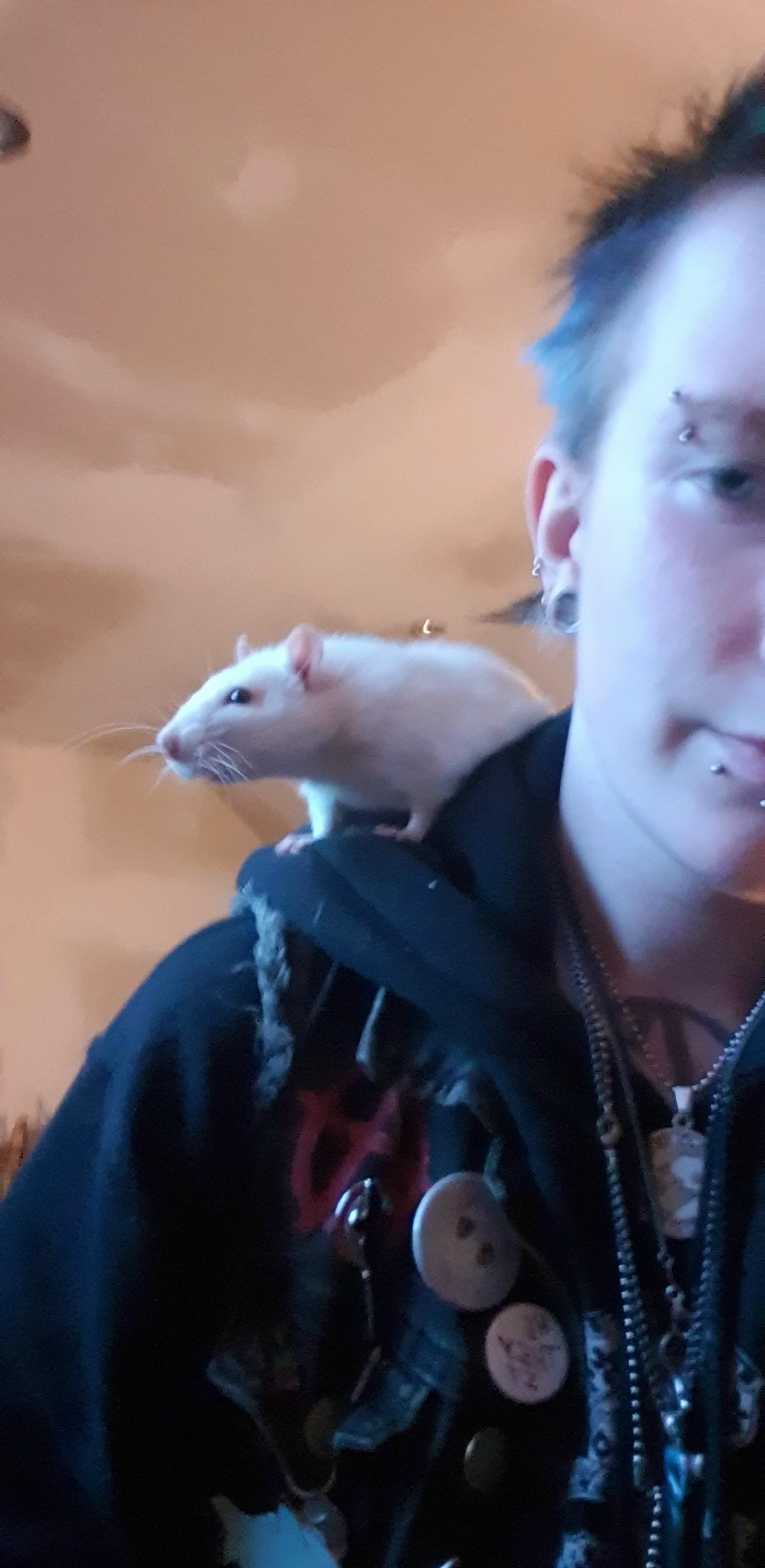 Good things for old rats with arthritis? | Scrolller