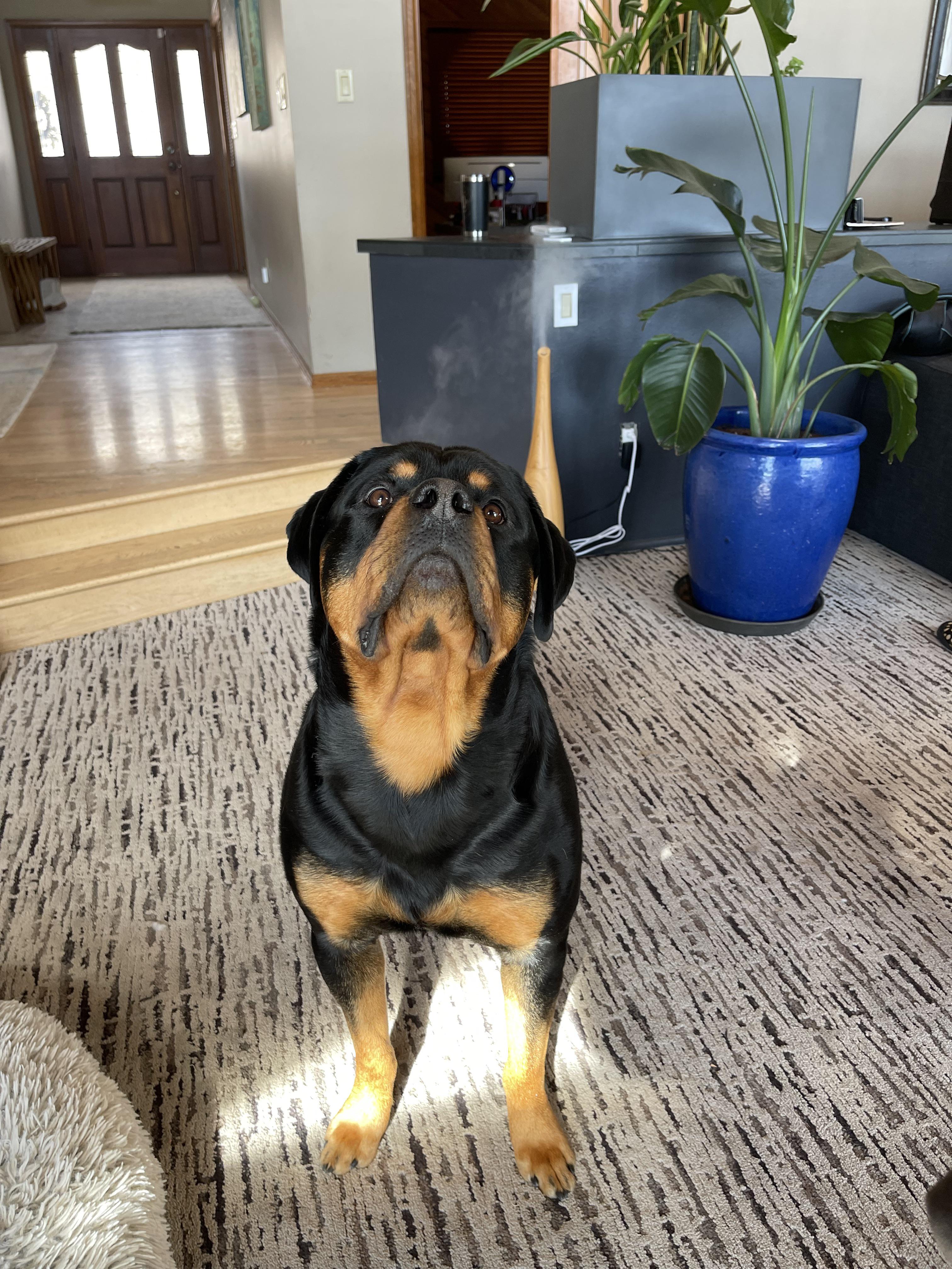 The Sheriff Bazooka Joe | Scrolller