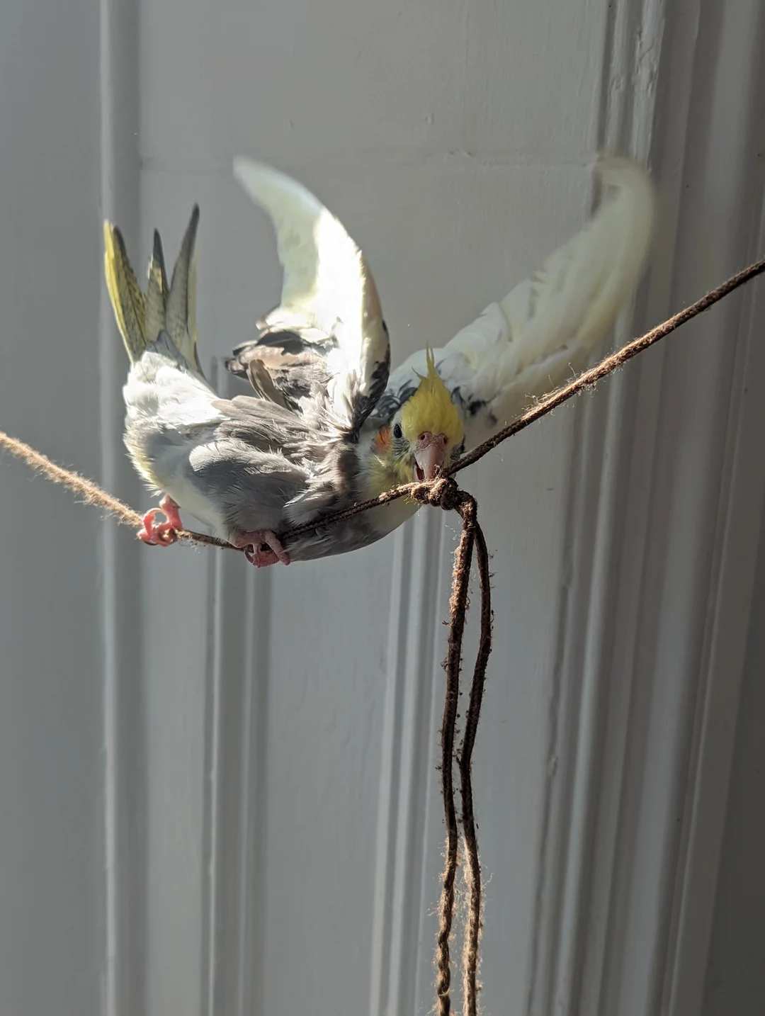 Caught this derpy picture of my boy balancing on a shoe lace | Scrolller