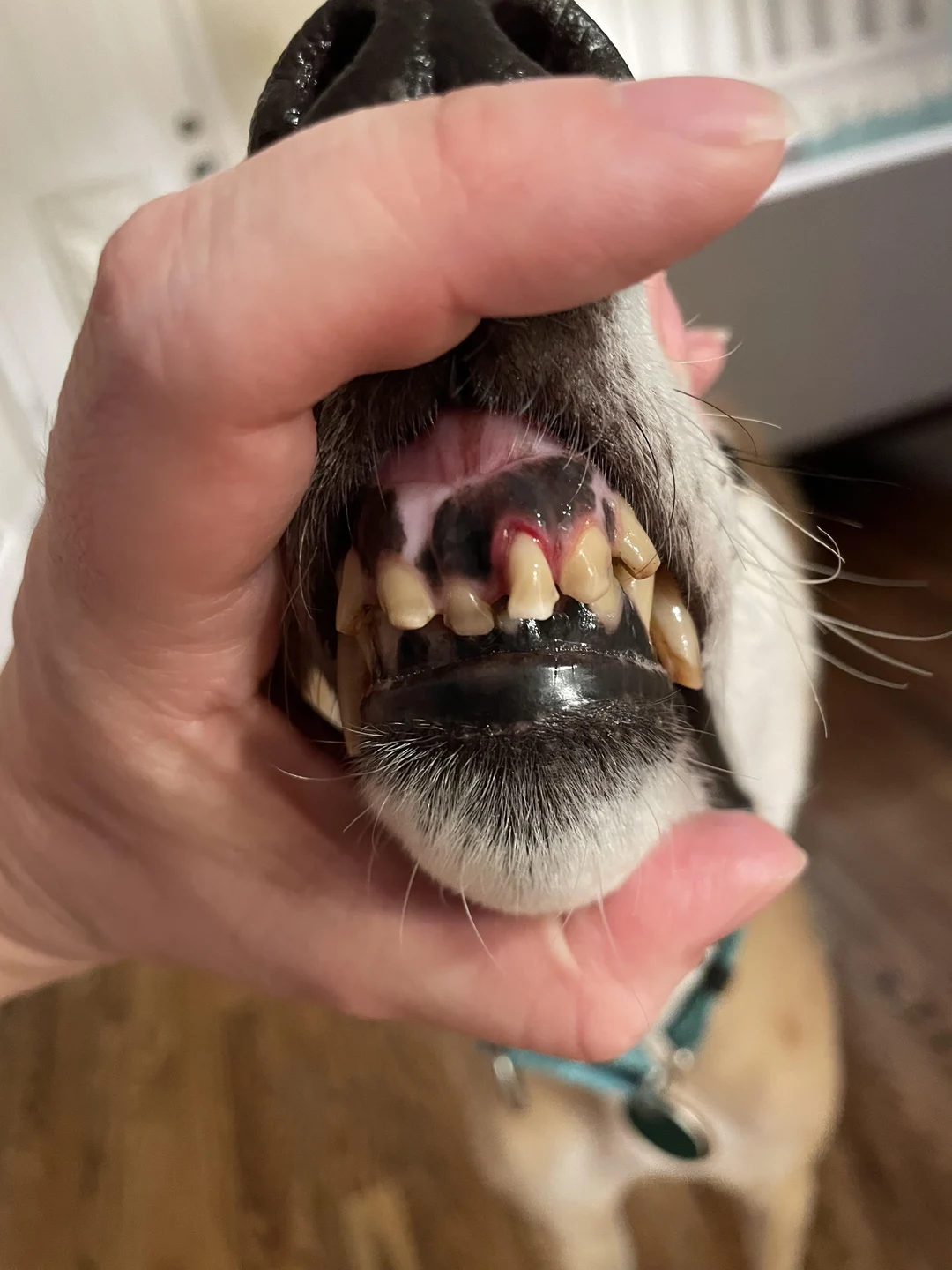 Loose tooth? | Scrolller