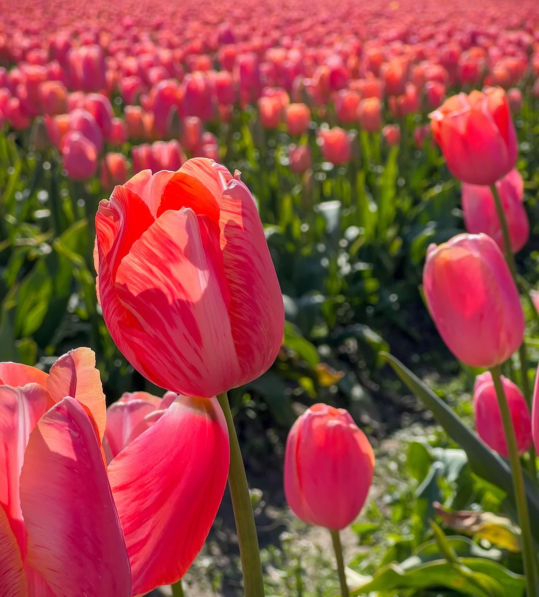 Skagit Valley tulip festival, Washington [OC] 3000x2500 | Scrolller