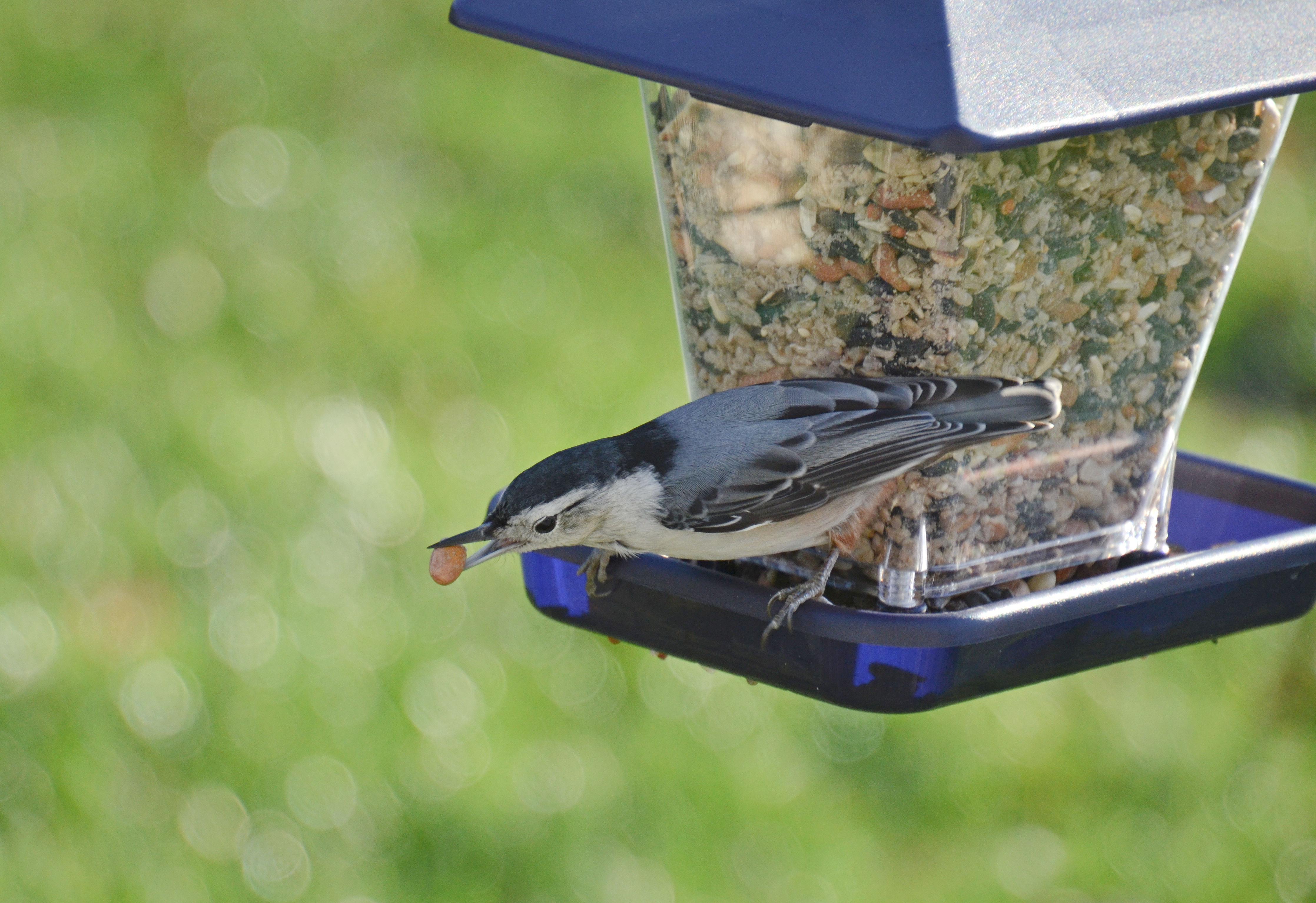 Can someone identify this bird? | Scrolller