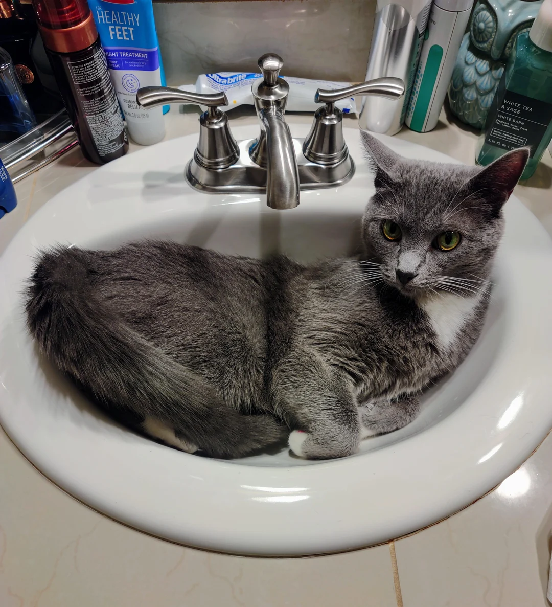 Sinks were made for trapping cats. Perfect fit! | Scrolller
