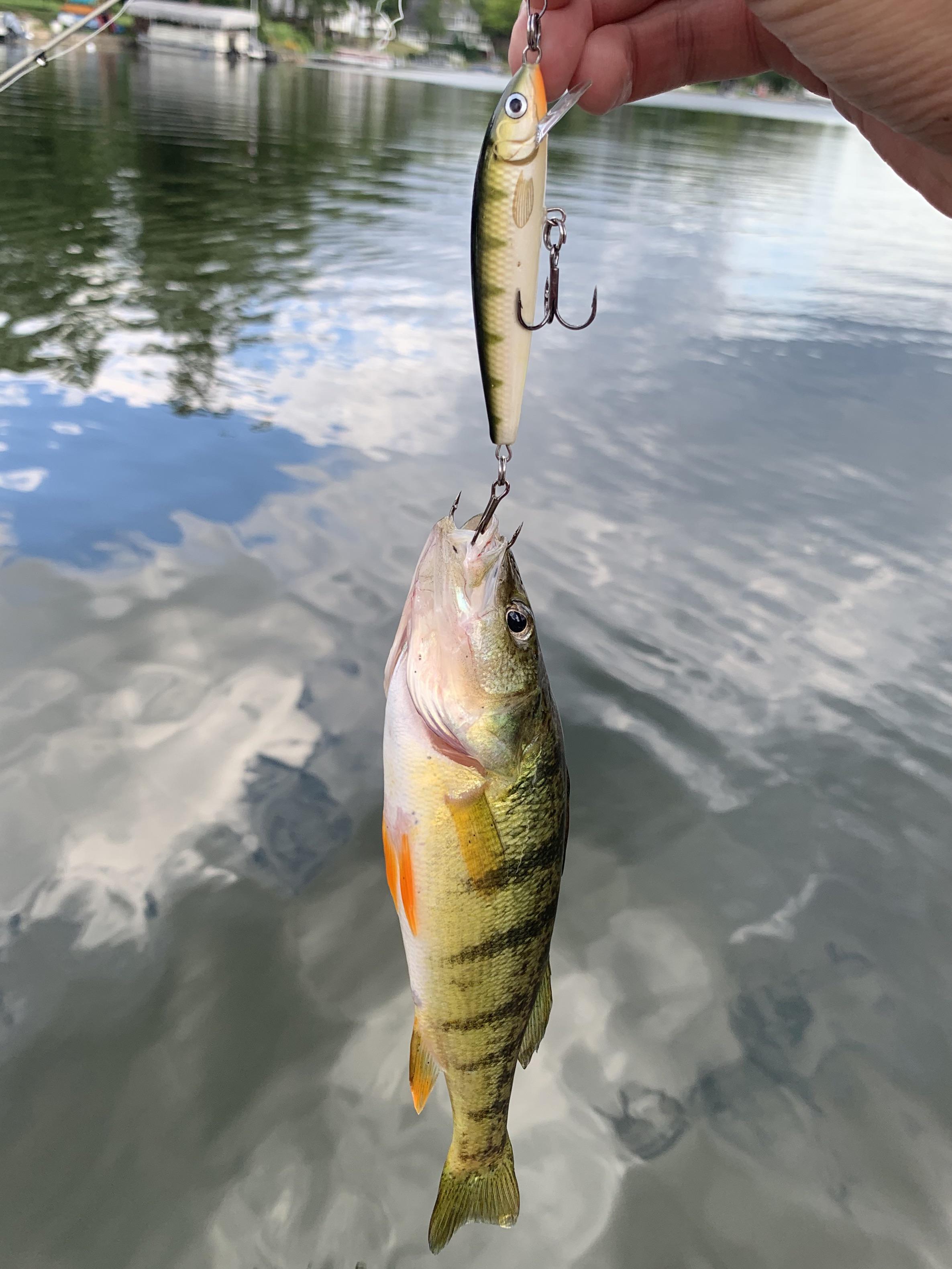 There's always a bigger perch | Scrolller