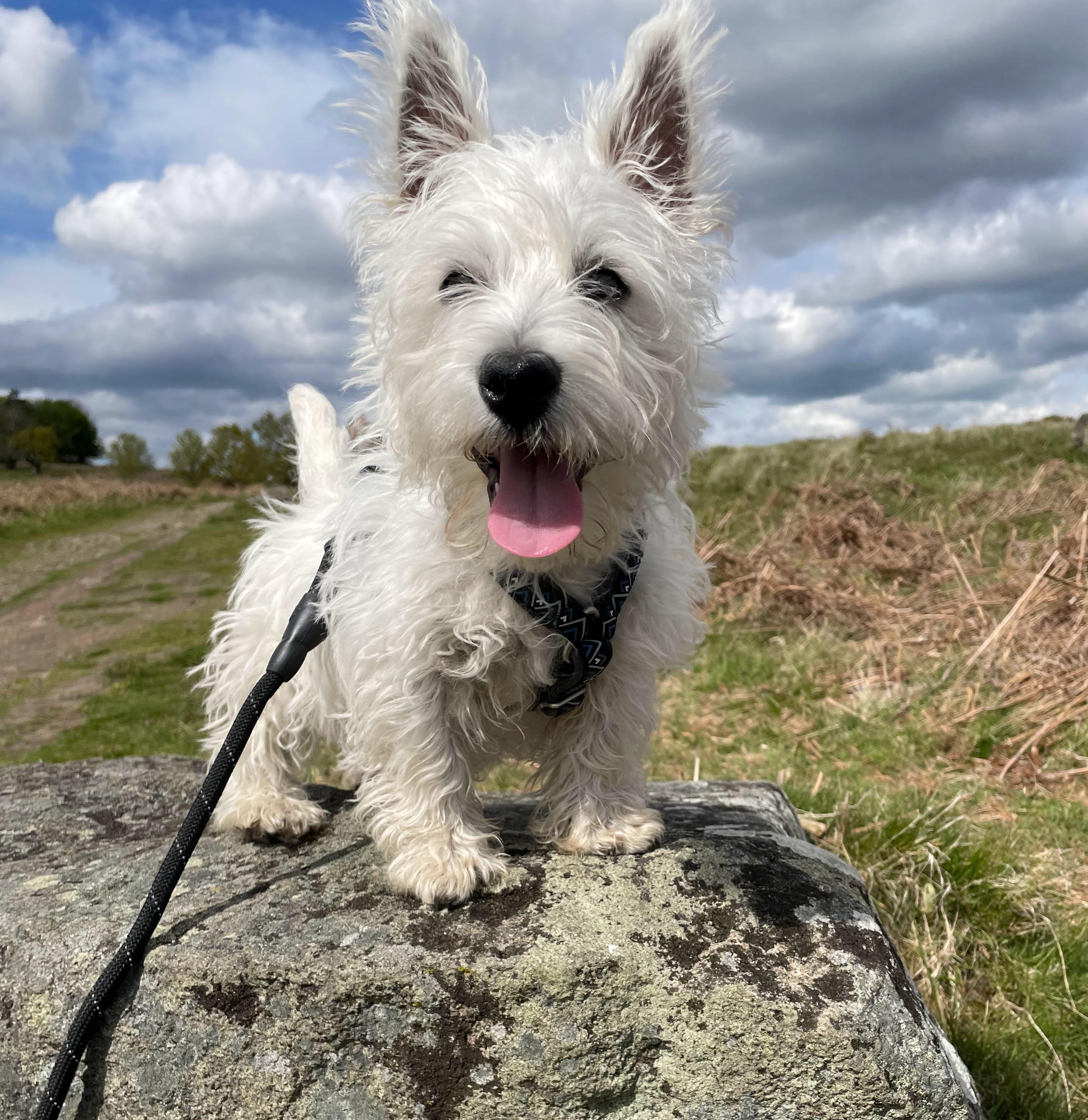 Stanley is really enjoying the outdoors! | Scrolller