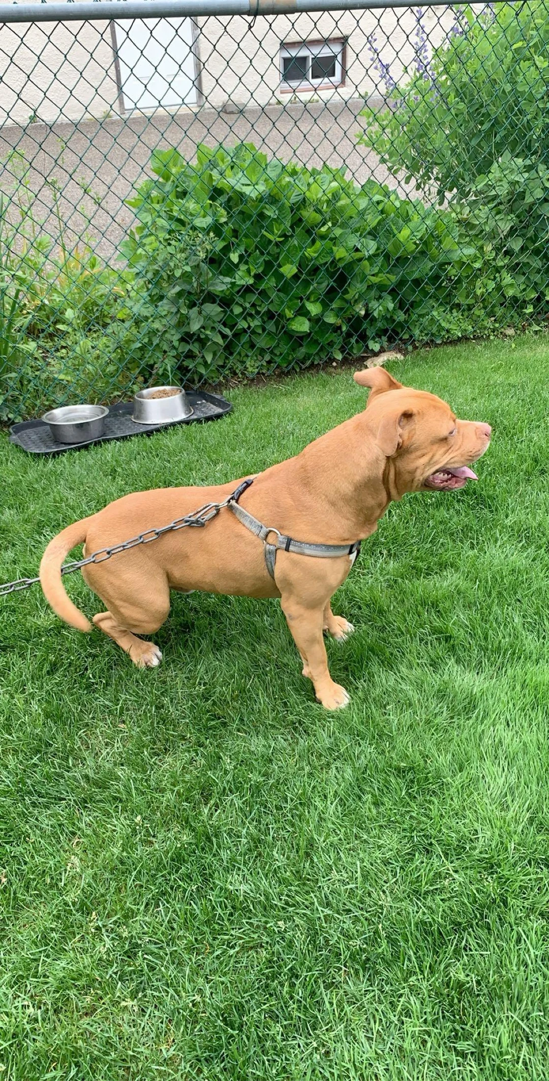 Does anyone know if this is an American pitbull terrier or American Staffordshire terrier ...