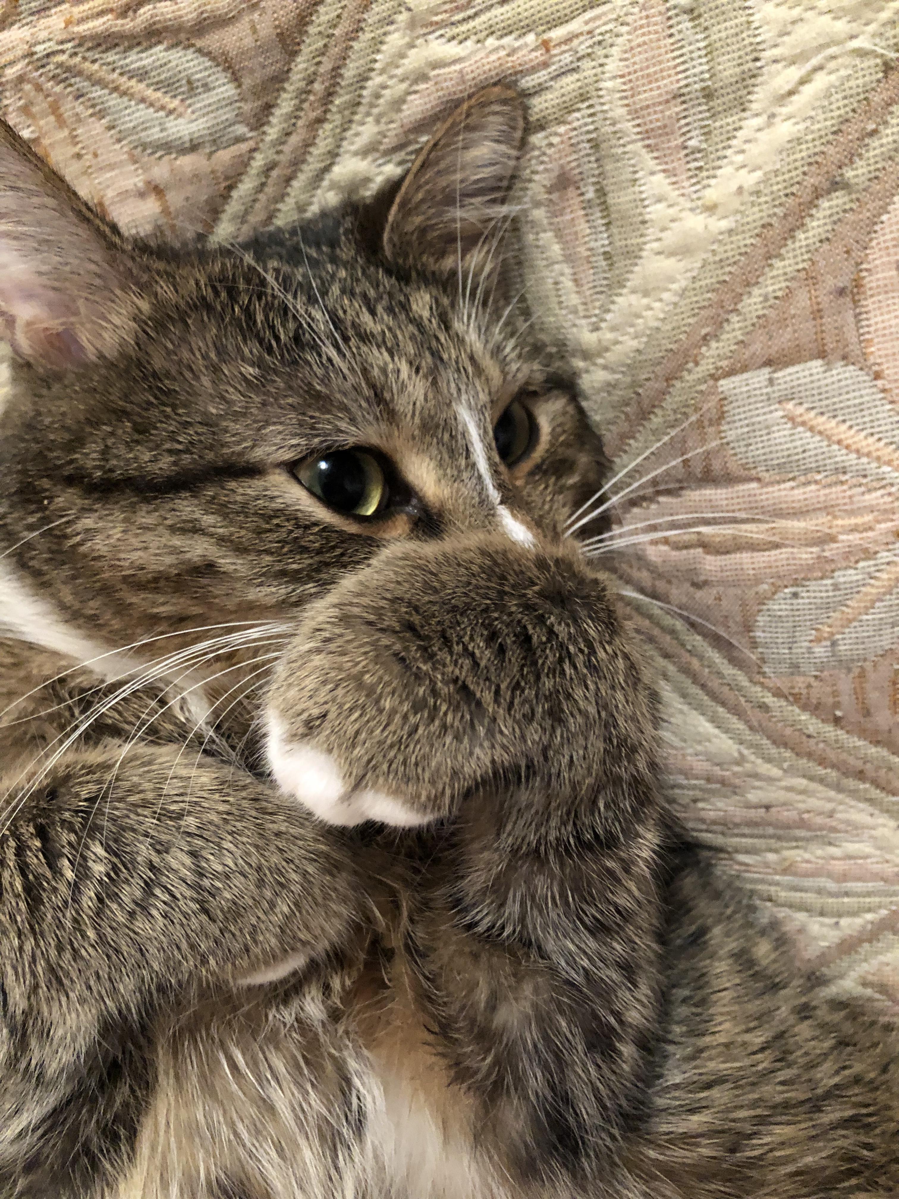 Im Shy Scrolller