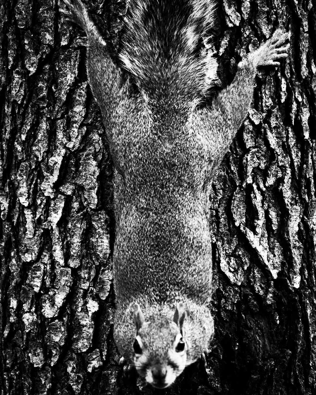 Camouflage | Scrolller