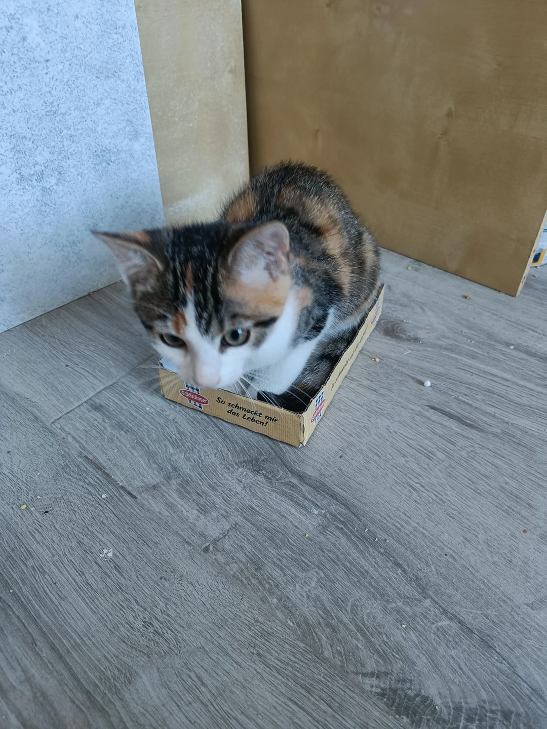 The most polite loaf (she is still learning) | Scrolller