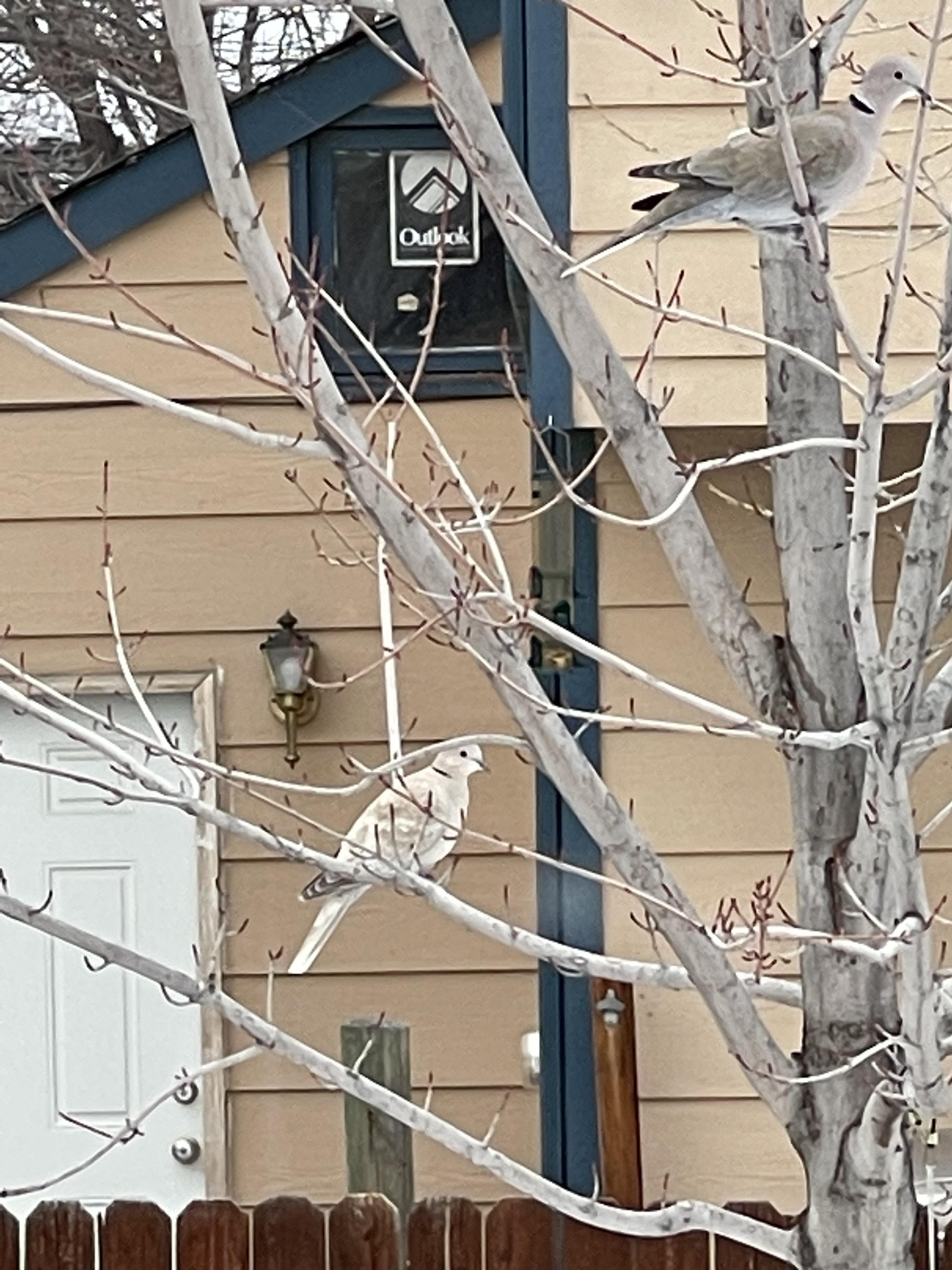 Why is this dove differently colored vs the others? Denver, CO | Scrolller