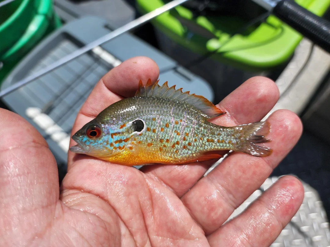 Orangespotted Sunfish | Scrolller