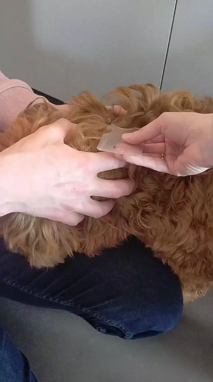 Removing a tick from a dog | Scrolller