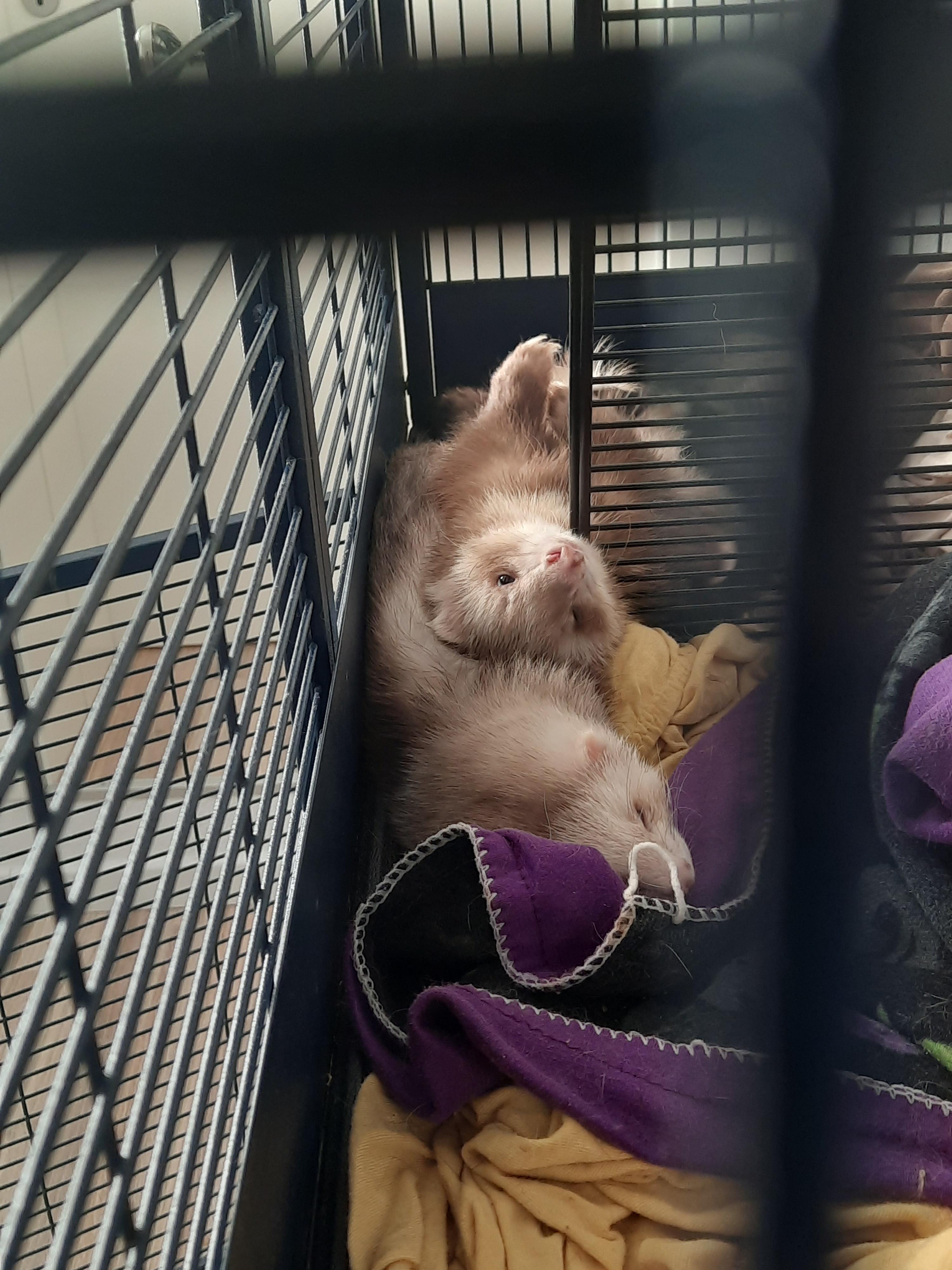 Cuddle compilation ♡ | Scrolller