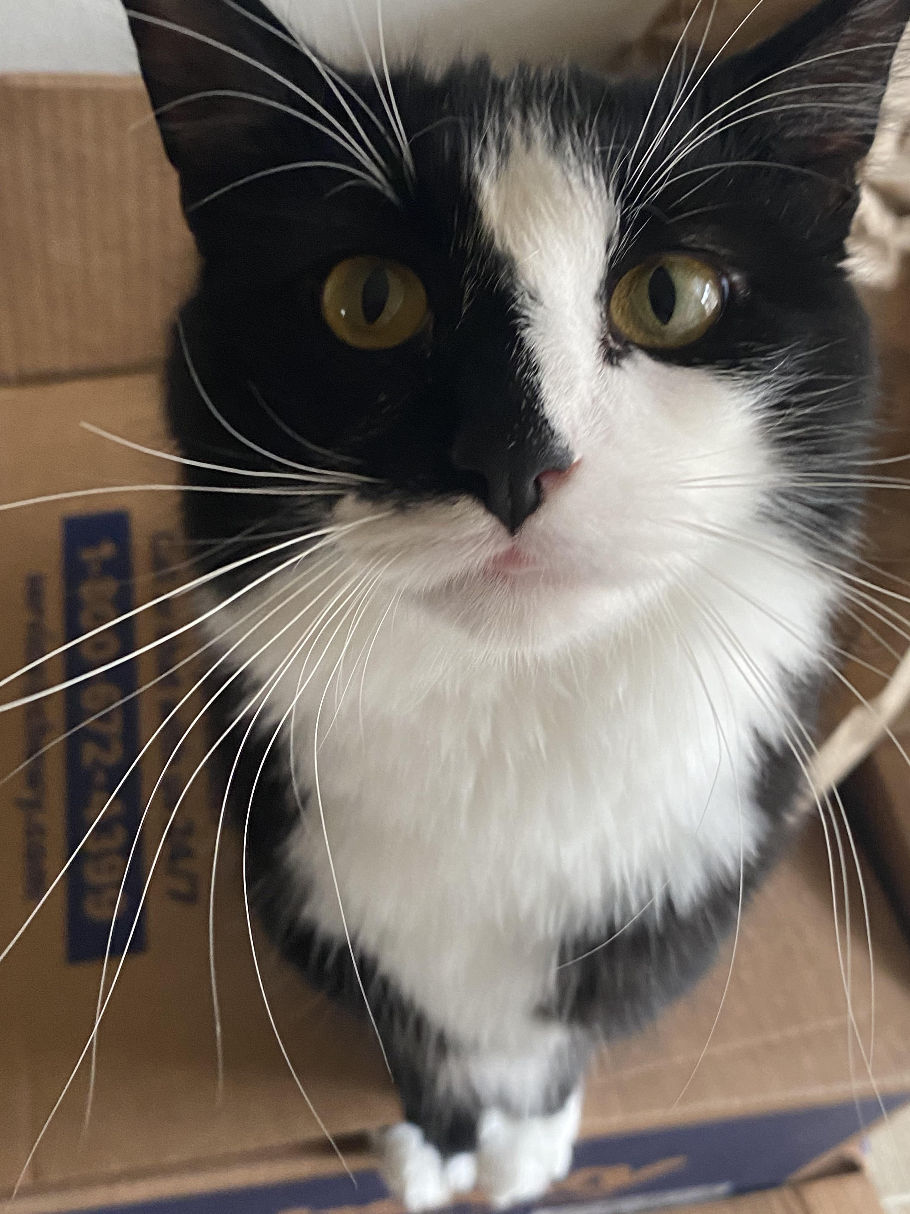 My baby boy Destro is almost a year old 😭 | Scrolller