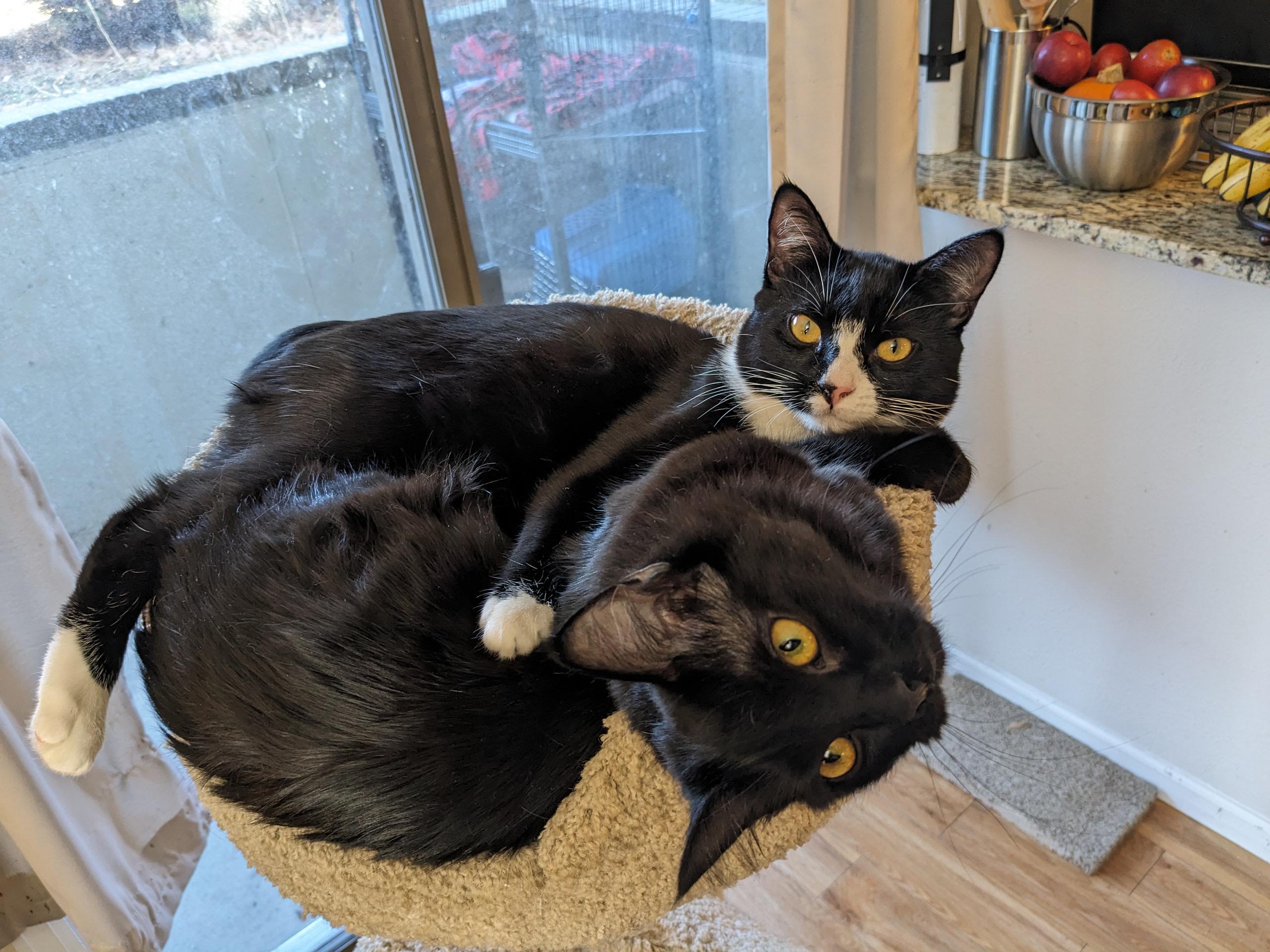 Show me your asymmetrical tuxies | Scrolller