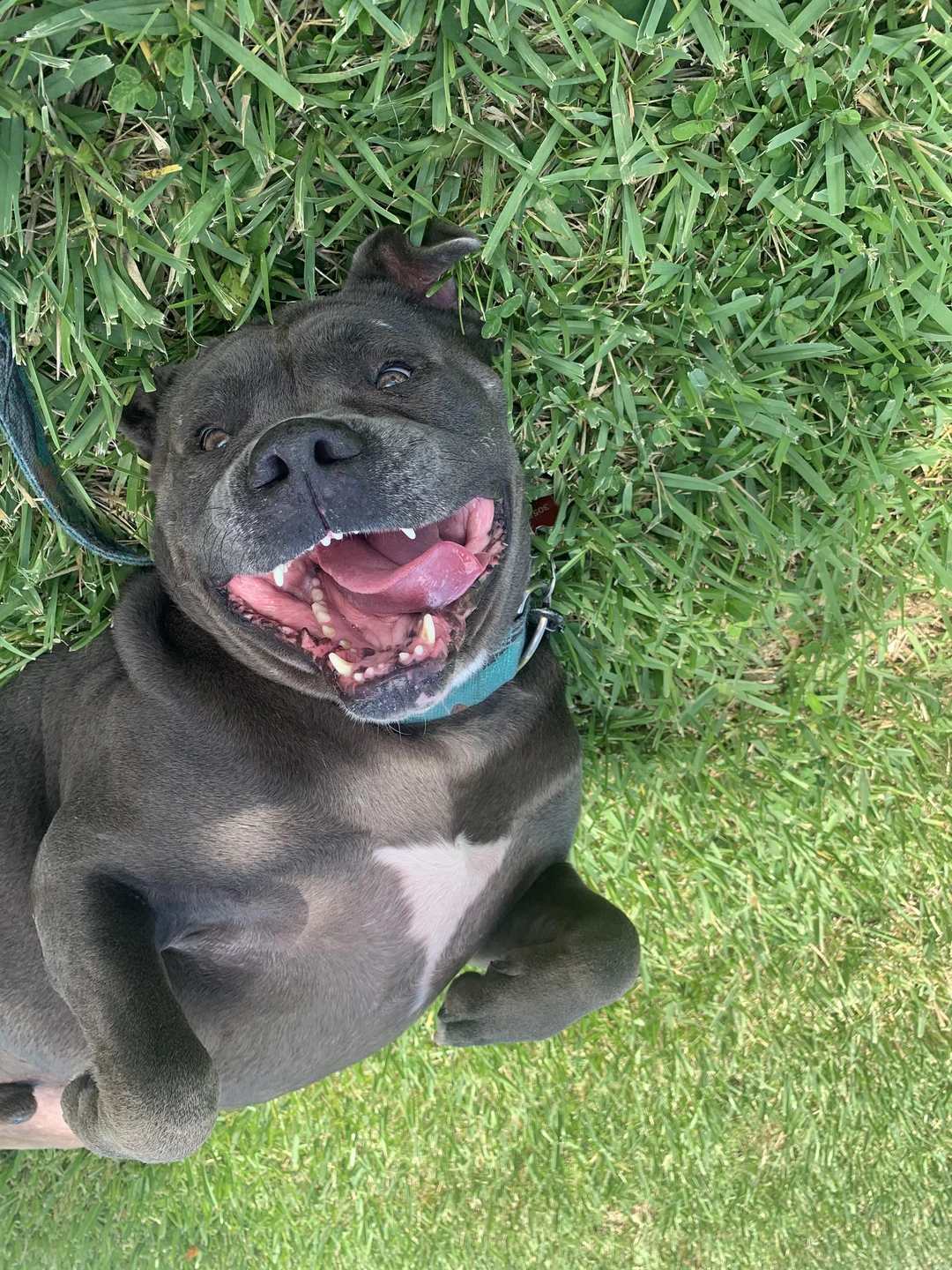 Vicious pitbull check | Scrolller