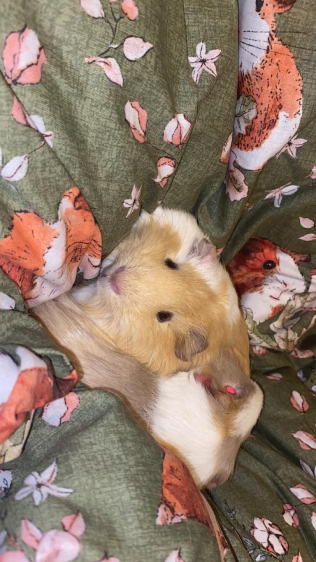 My little fluff balls Fred and George, that’s all I just wanted to show my cute boys | Scrolller