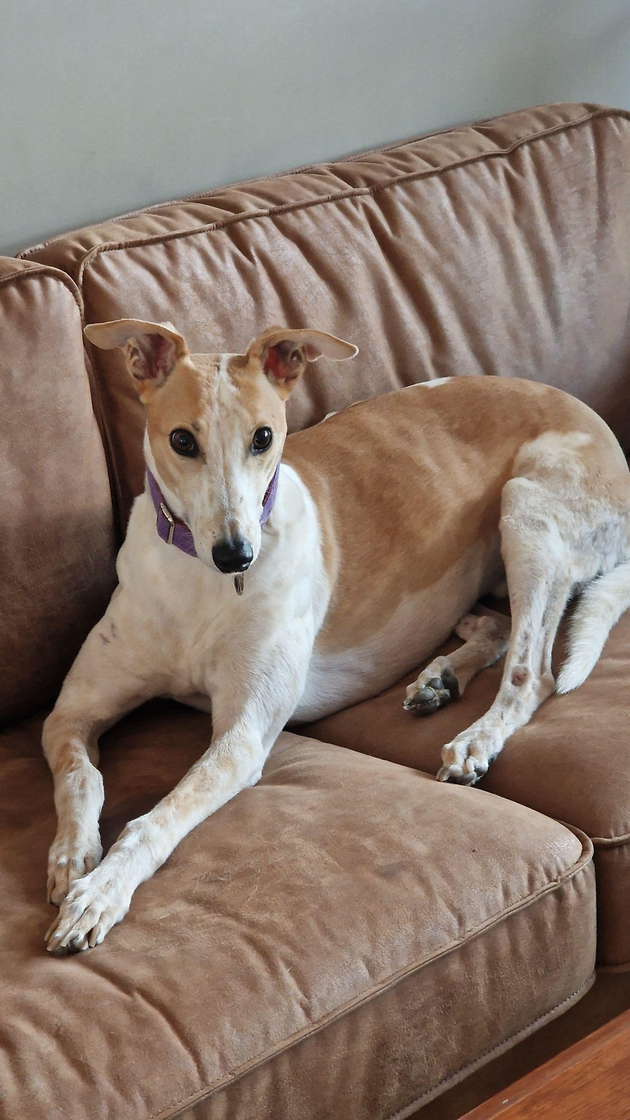 Let's talk fences! | Scrolller