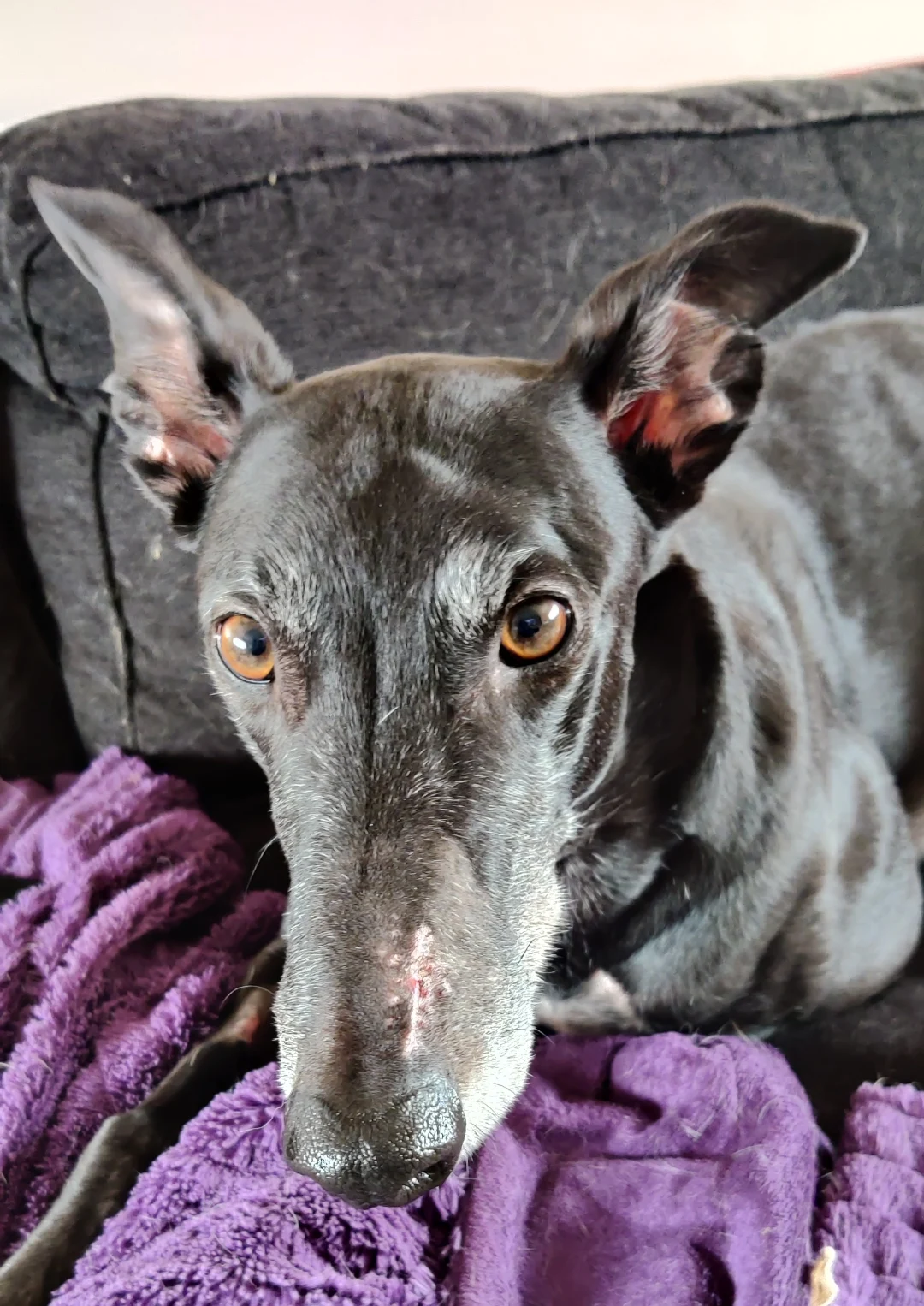 Gibbo aka Scarface! | Scrolller