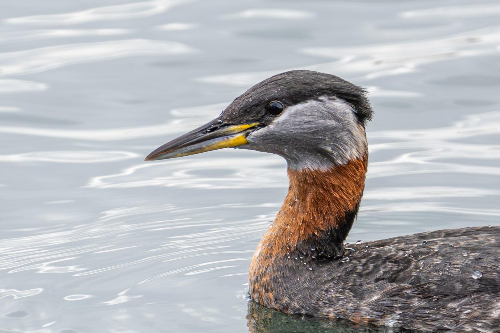 Red-necked Grebe stopped by on his way north... | Scrolller