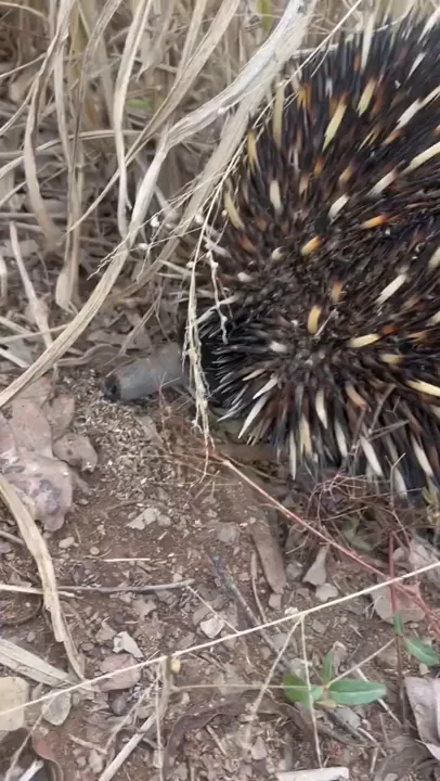 Outback cactus cat | Scrolller
