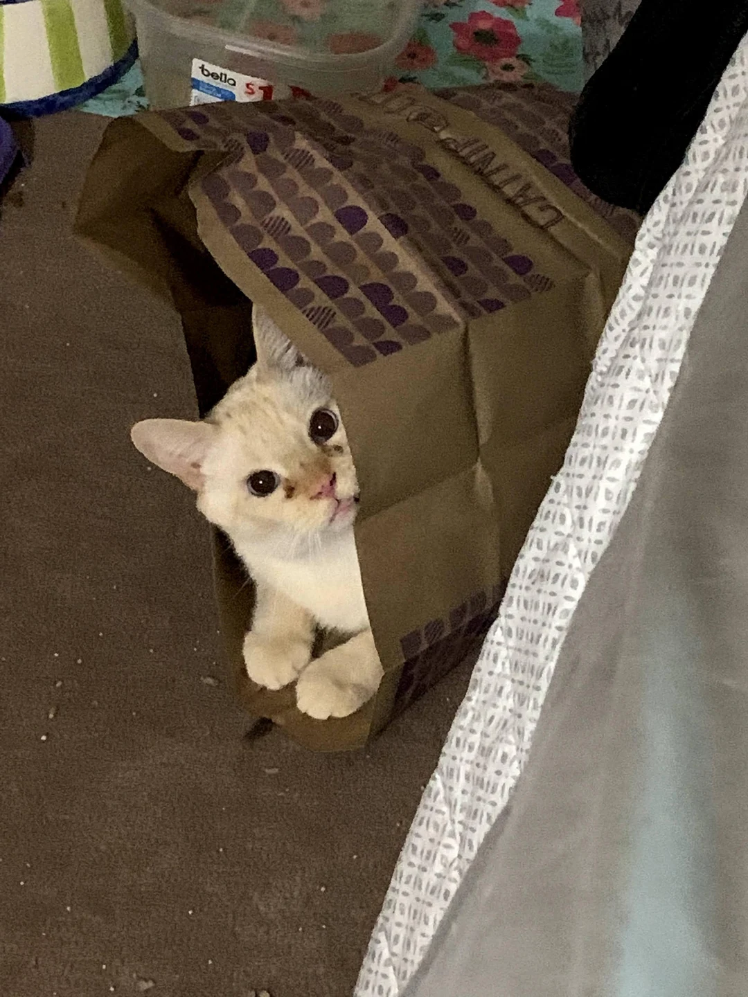 Cat in the bag | Scrolller