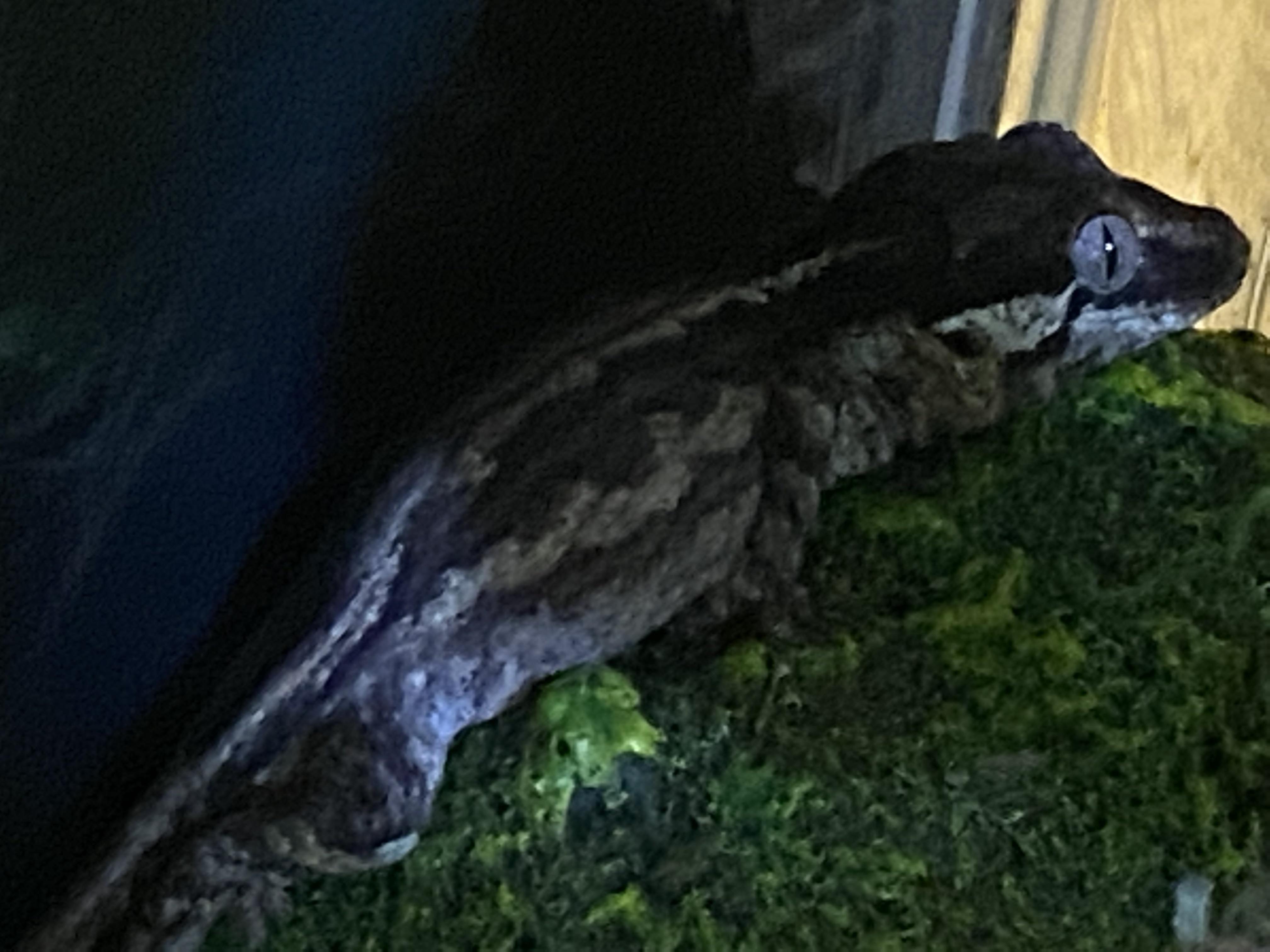 Gargoyle Sploot | Scrolller