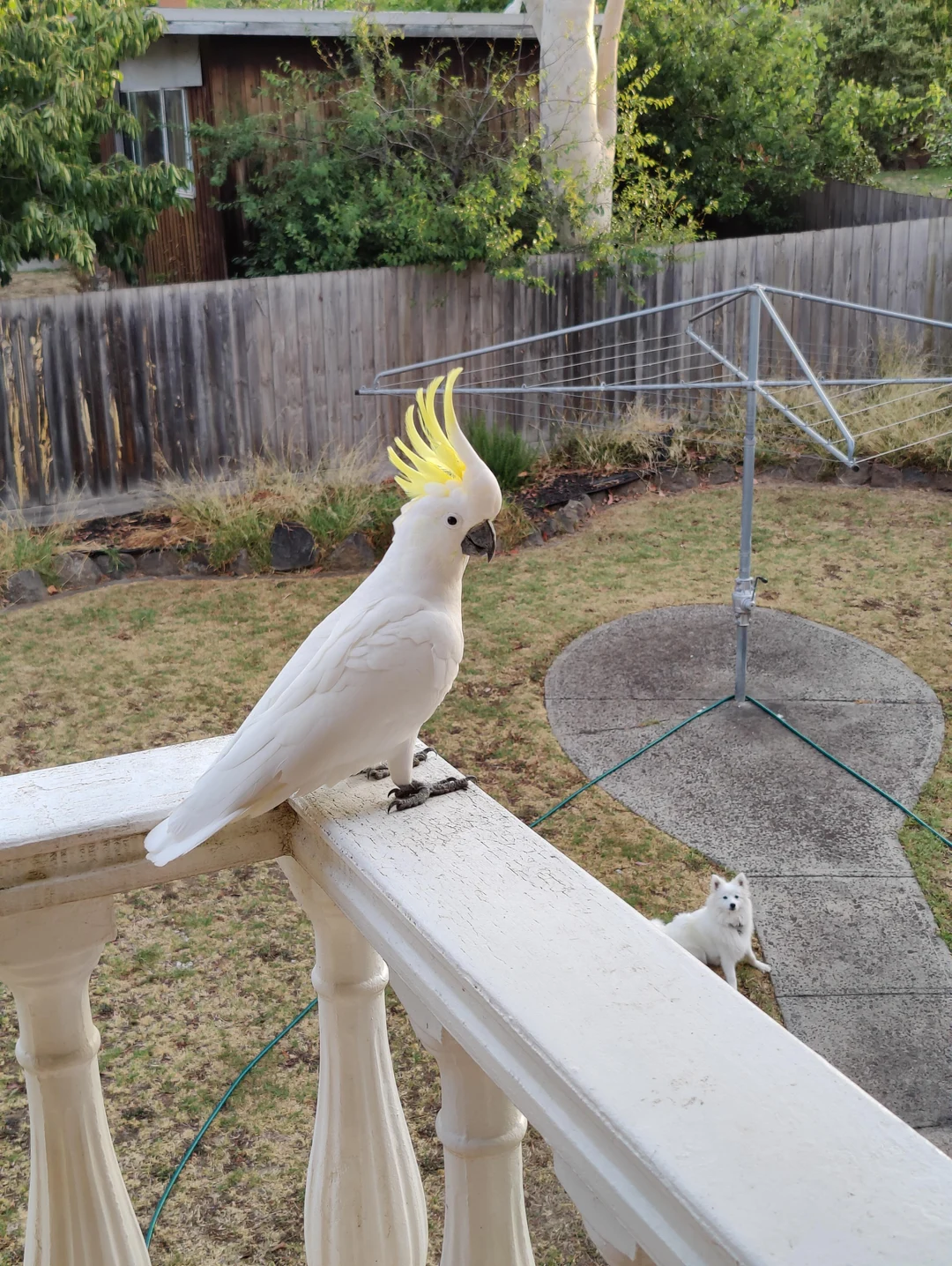 Yellow-crested cockatoo visit | Scrolller