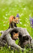 Red Foxes | Scrolller