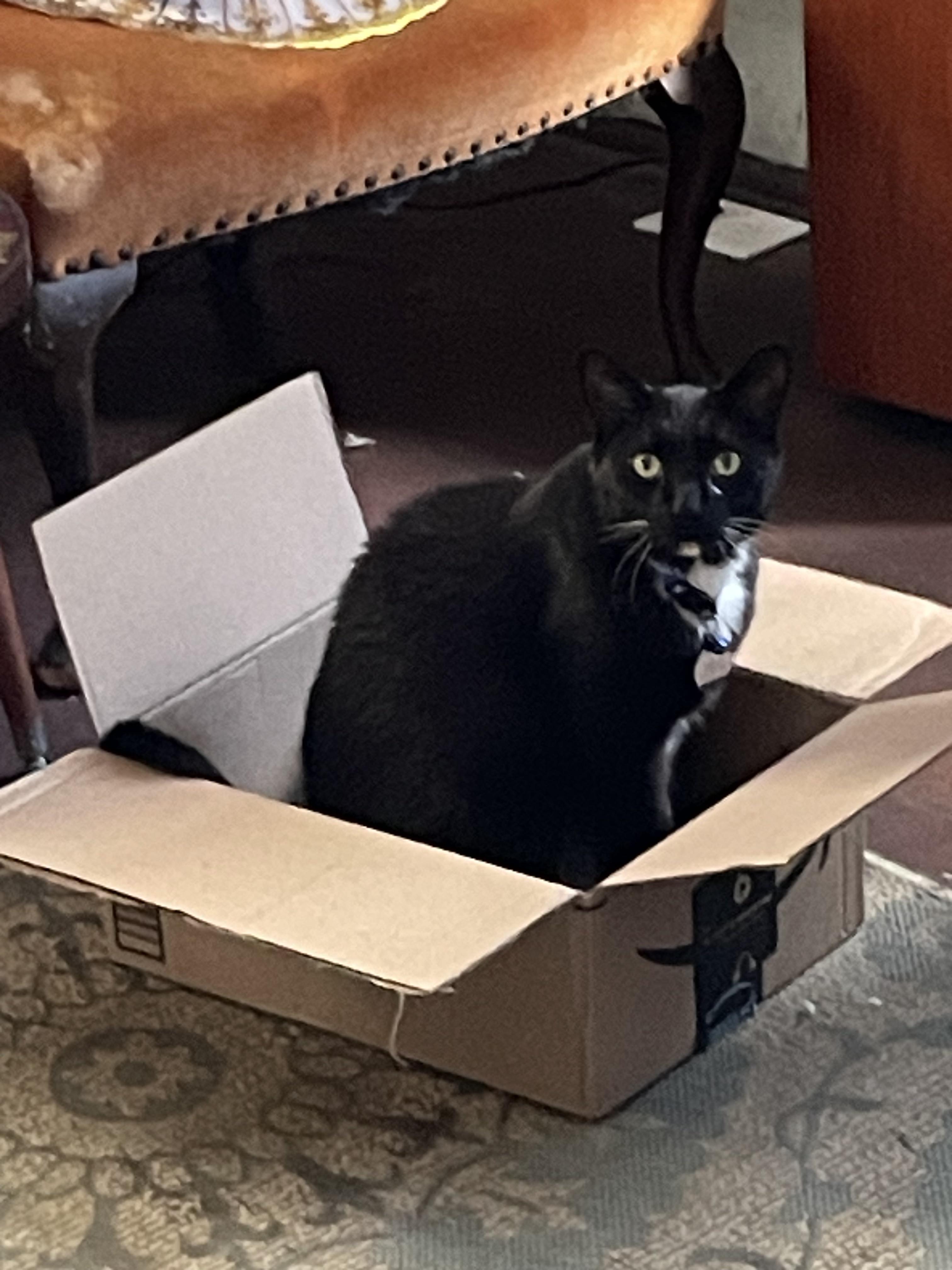 Prime Day Tuxedo | Scrolller