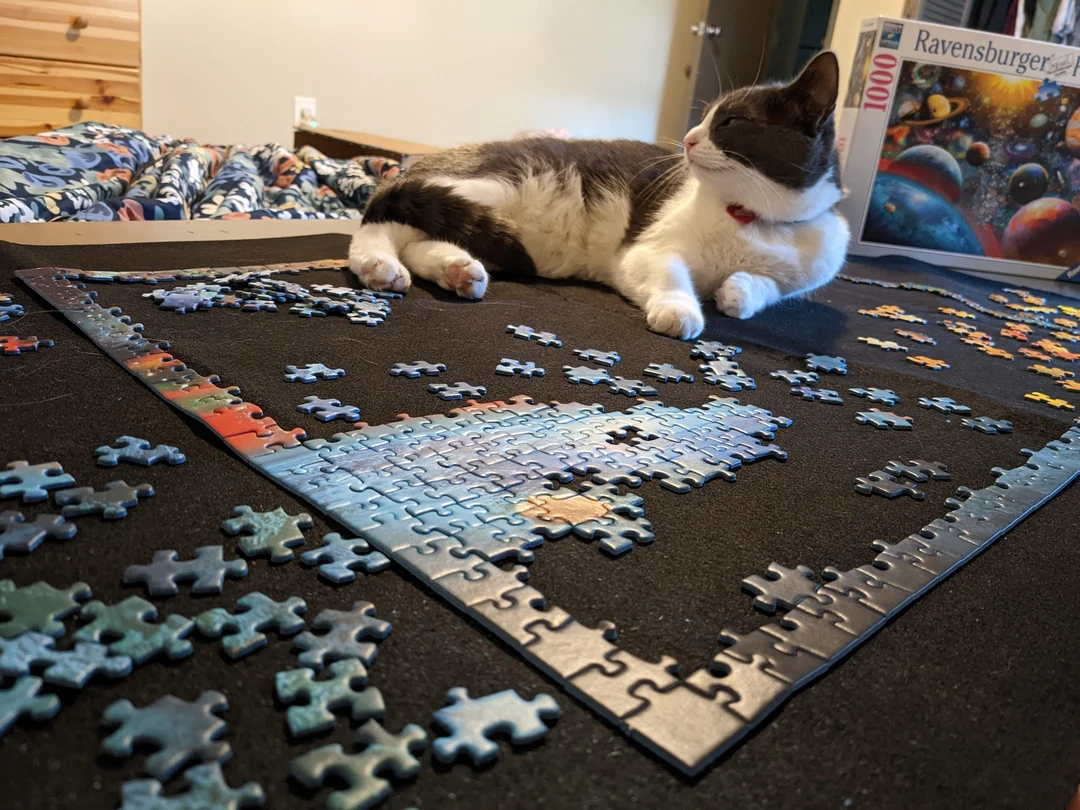 Happy caturday with this collection of puzzle cats | Scrolller