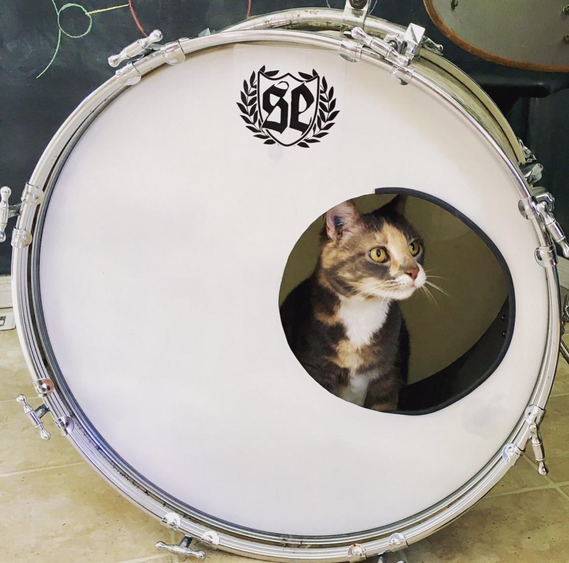 [OC] Kitter Kat’s Drum Trap | Scrolller