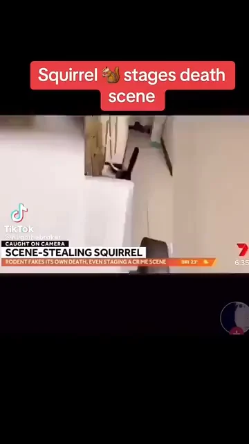 Squirrel Stages own death | Scrolller